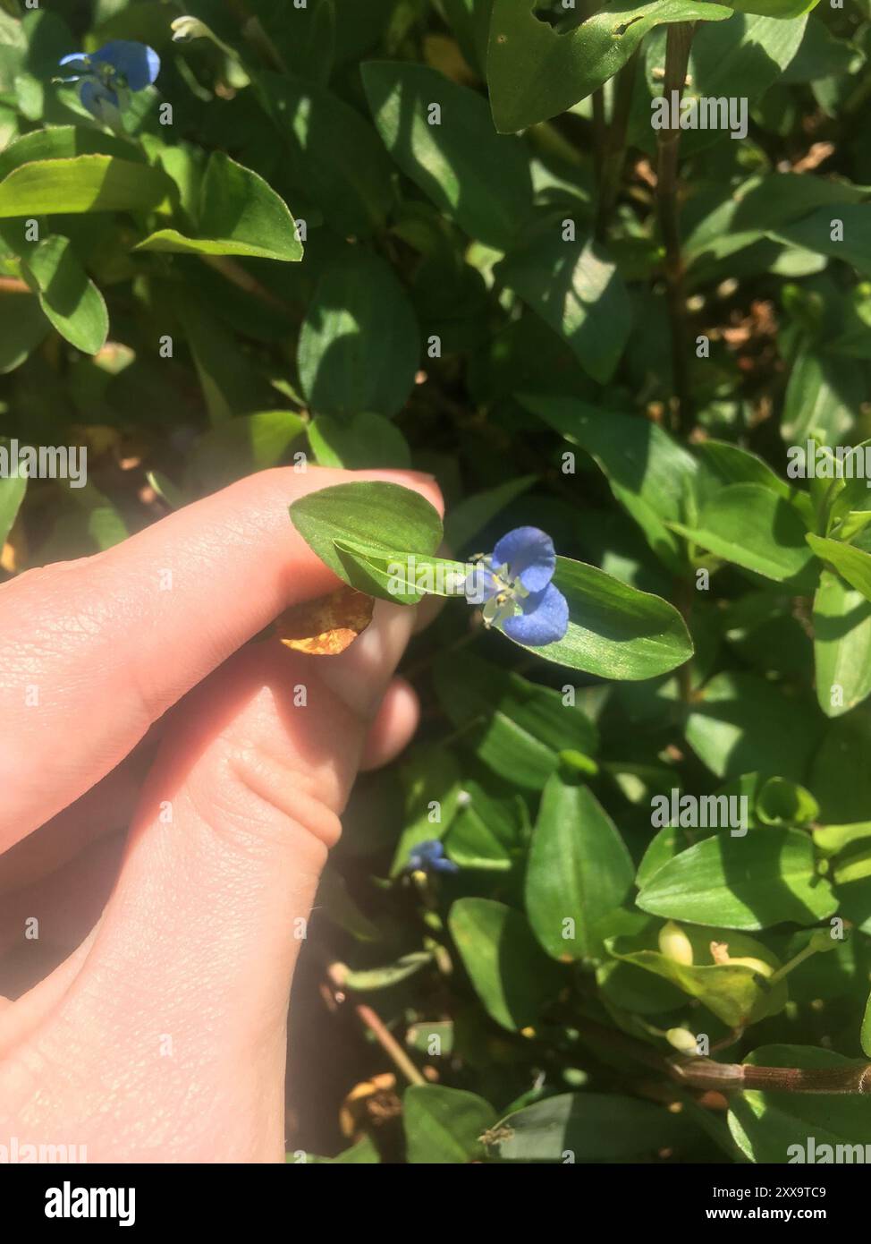 climbing dayflower (Commelina diffusa) Plantae Stock Photo - Alamy