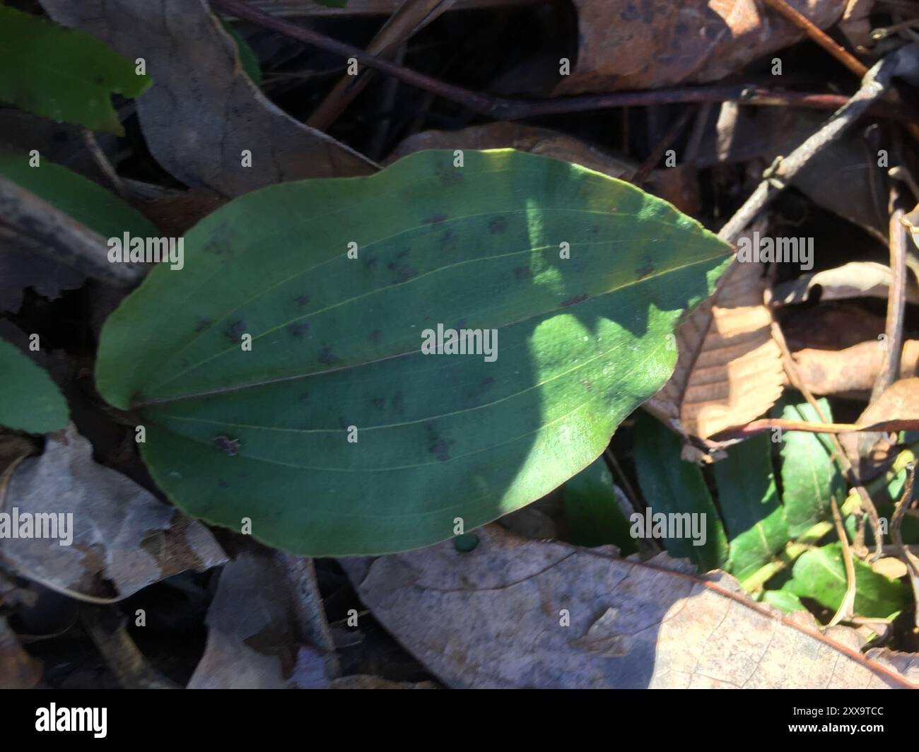 crane-fly orchid (Tipularia discolor) Plantae Stock Photo - Alamy