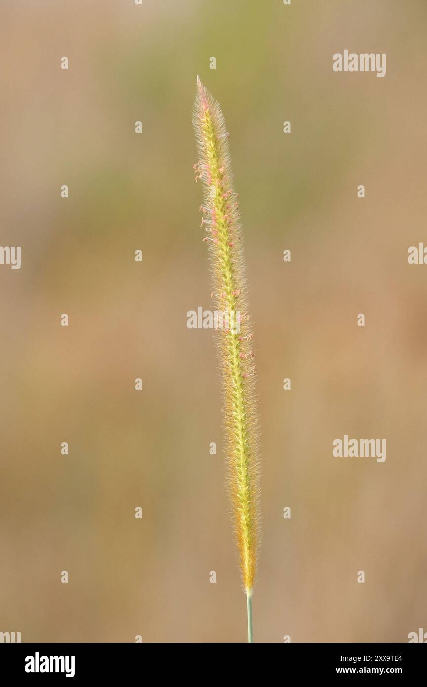 African bristlegrass (Setaria sphacelata) Plantae Stock Photo - Alamy