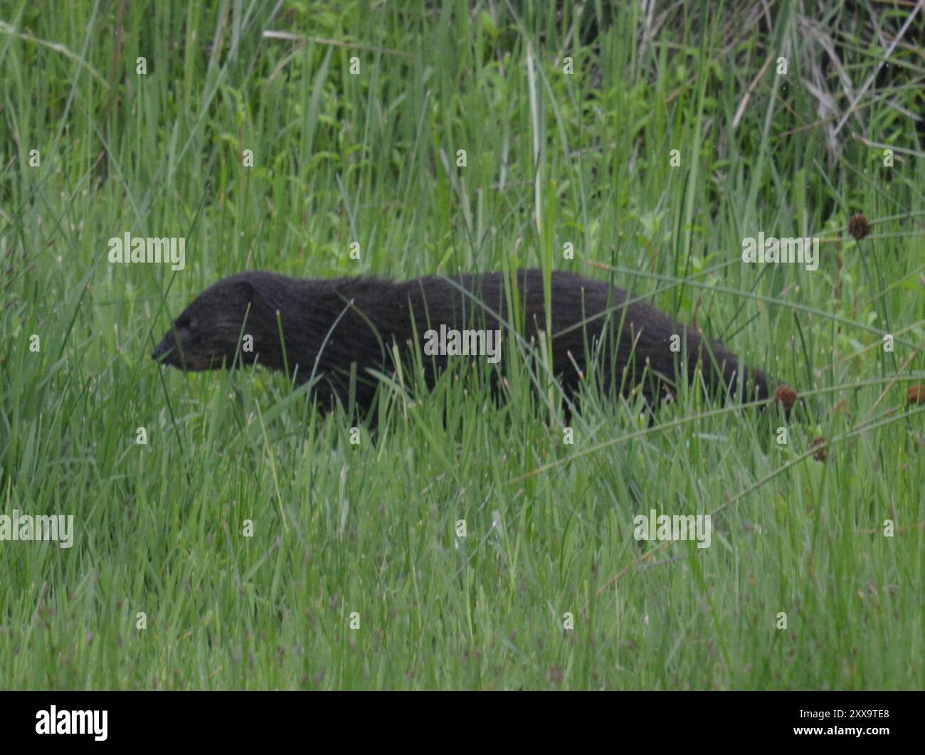 Marsh Mongoose (Atilax paludinosus) Mammalia Stock Photo - Alamy