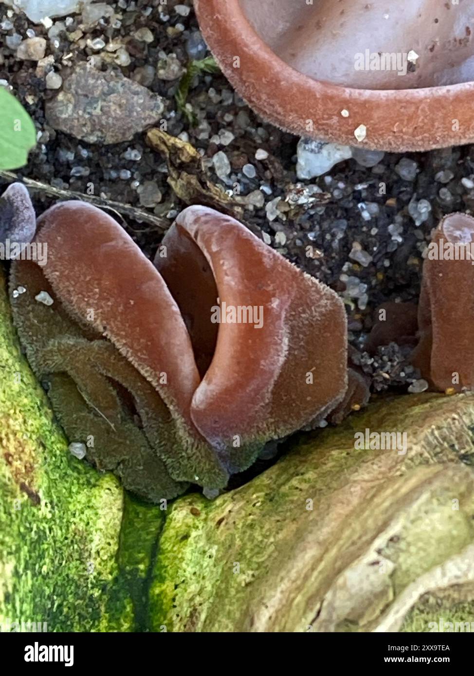 Jelly Ear (Auricularia auricula-judae) Fungi Stock Photo - Alamy