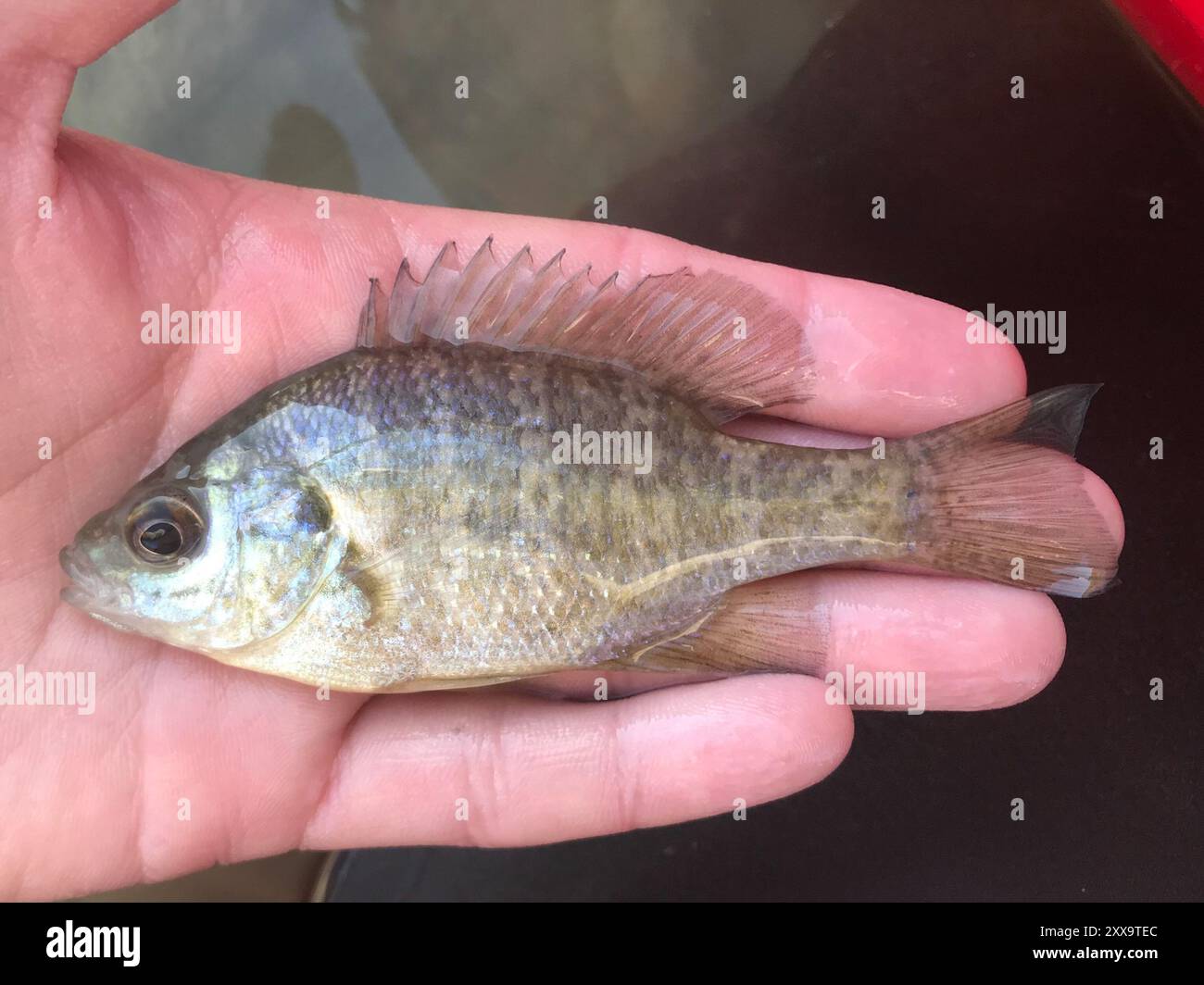 Redear Sunfish (Lepomis microlophus) Actinopterygii Stock Photo - Alamy