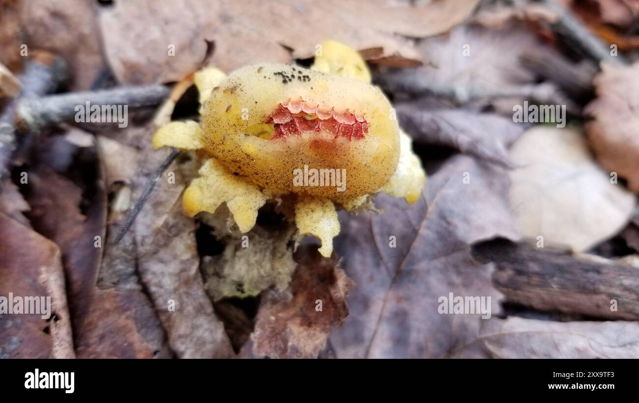 Collared Calostoma (Calostoma lutescens) Fungi Stock Photo - Alamy