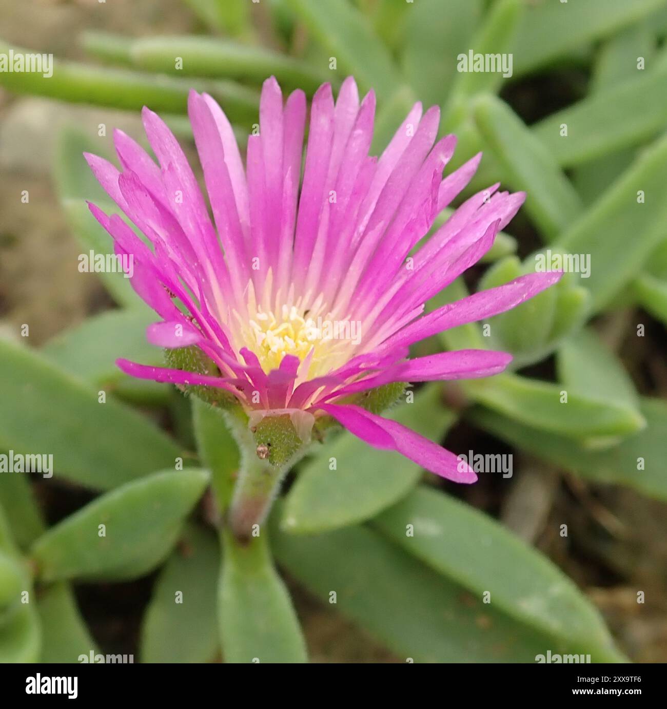 Fire Sheepfig (Delosperma sutherlandii) Plantae Stock Photo - Alamy