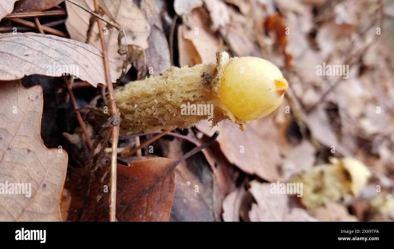 Collared Calostoma (Calostoma lutescens) Fungi Stock Photo - Alamy