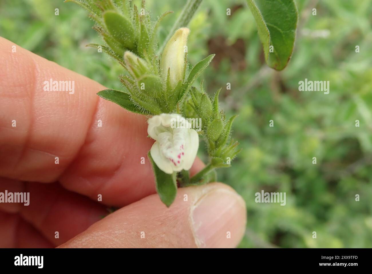 (Isoglossa glandulosissima) Plantae Stock Photo - Alamy