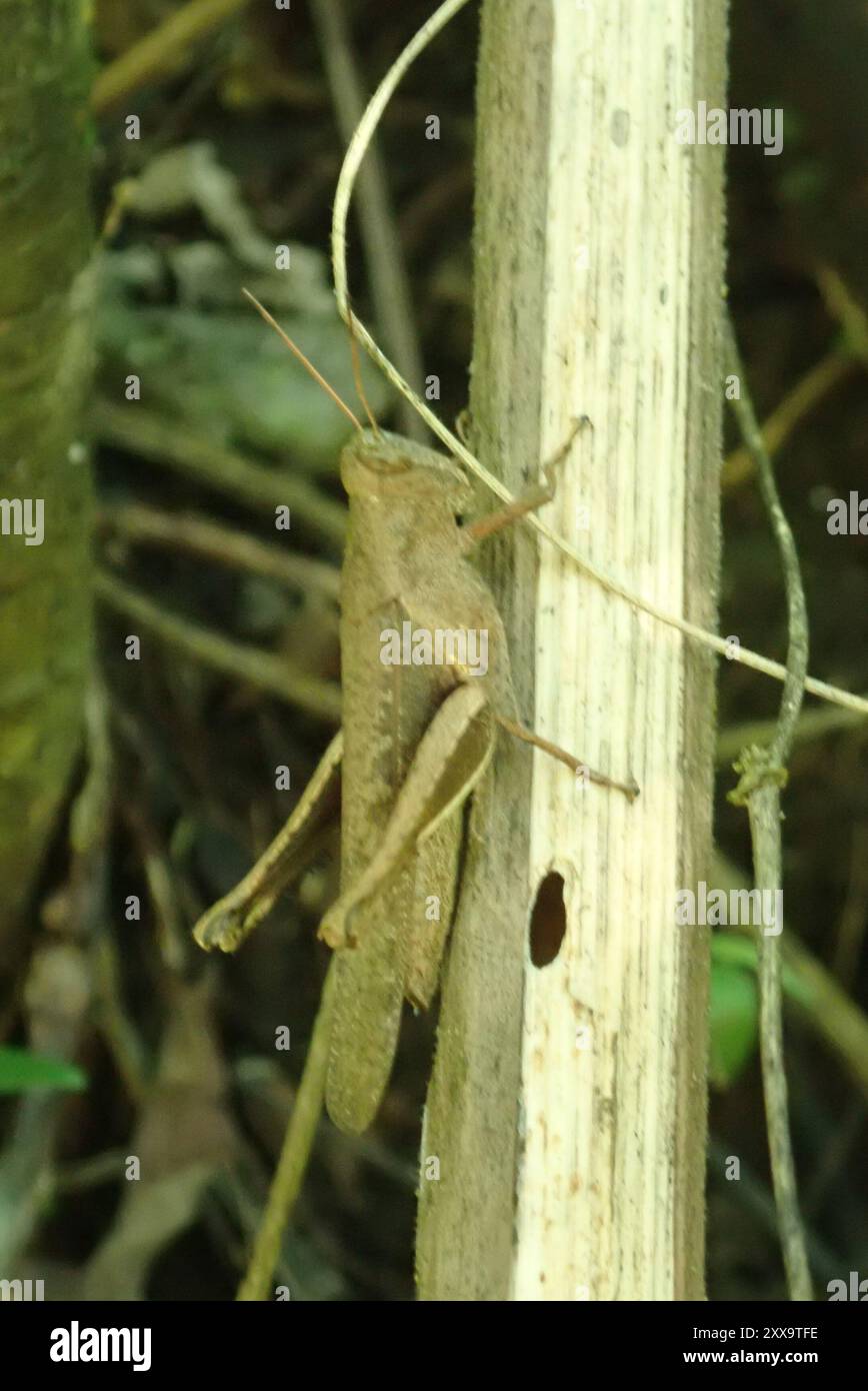 (Abracris flavolineata) Insecta Stock Photo - Alamy