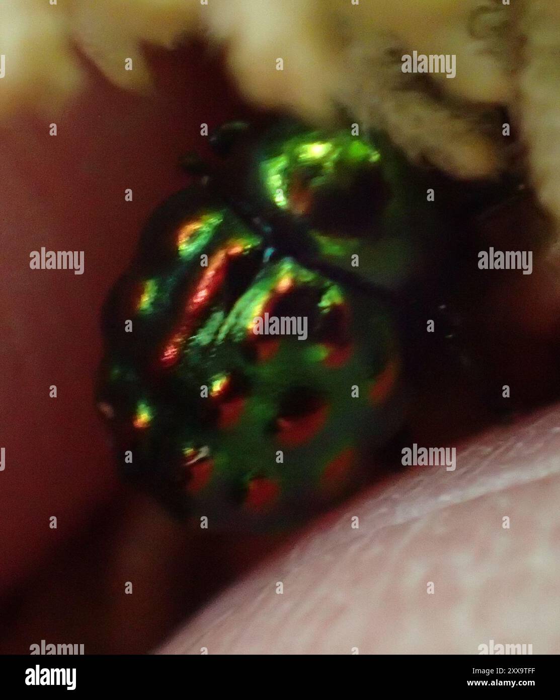 (Notolioon gemmatus) Insecta Stock Photo - Alamy