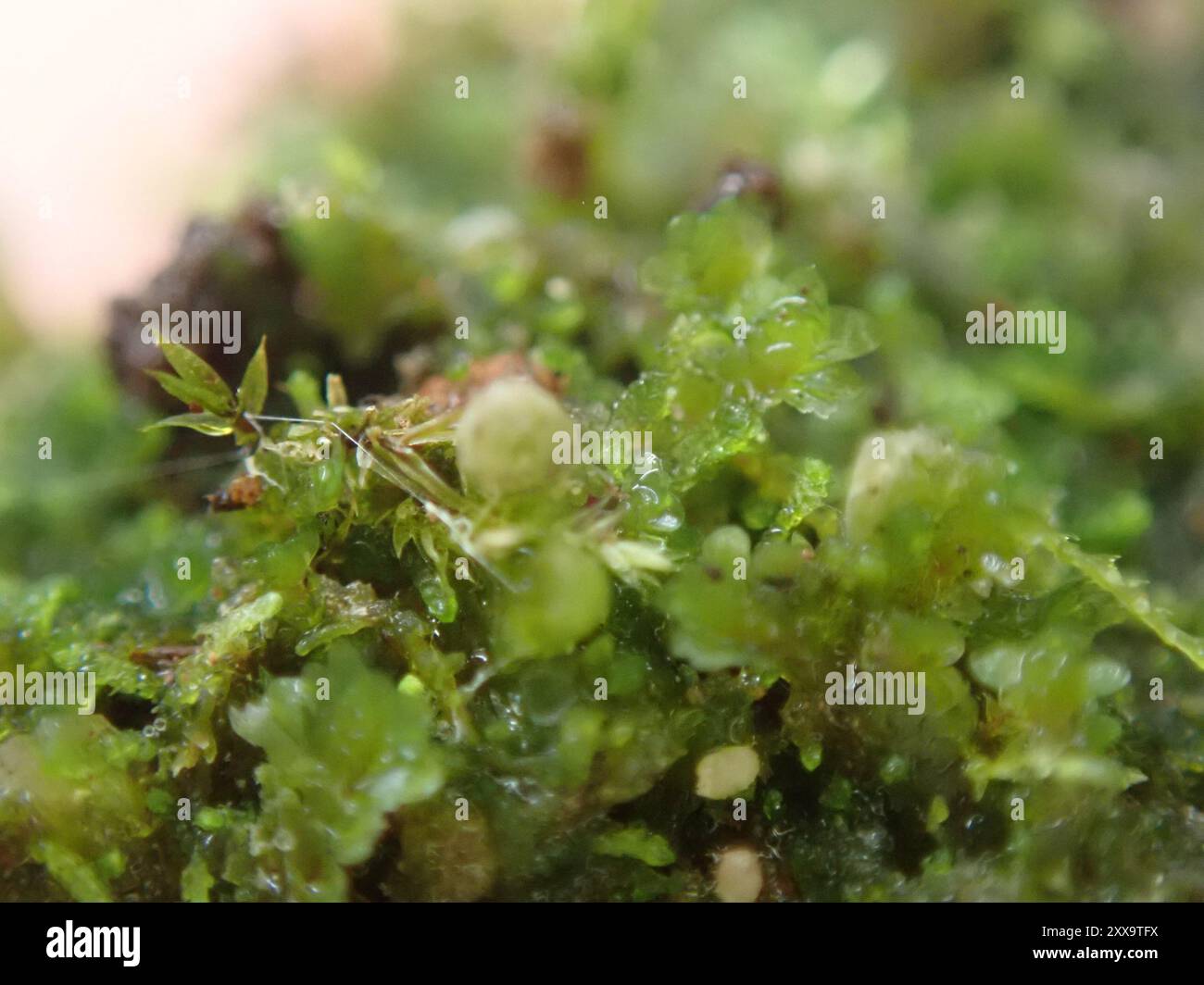 Turner's Threadwort (Cephaloziella turneri) Plantae Stock Photo - Alamy