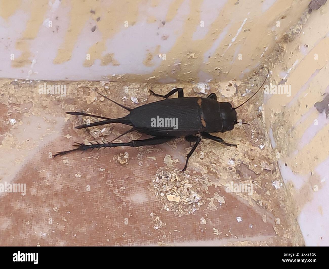Southern Field Cricket (Gryllus bimaculatus) Insecta Stock Photo - Alamy