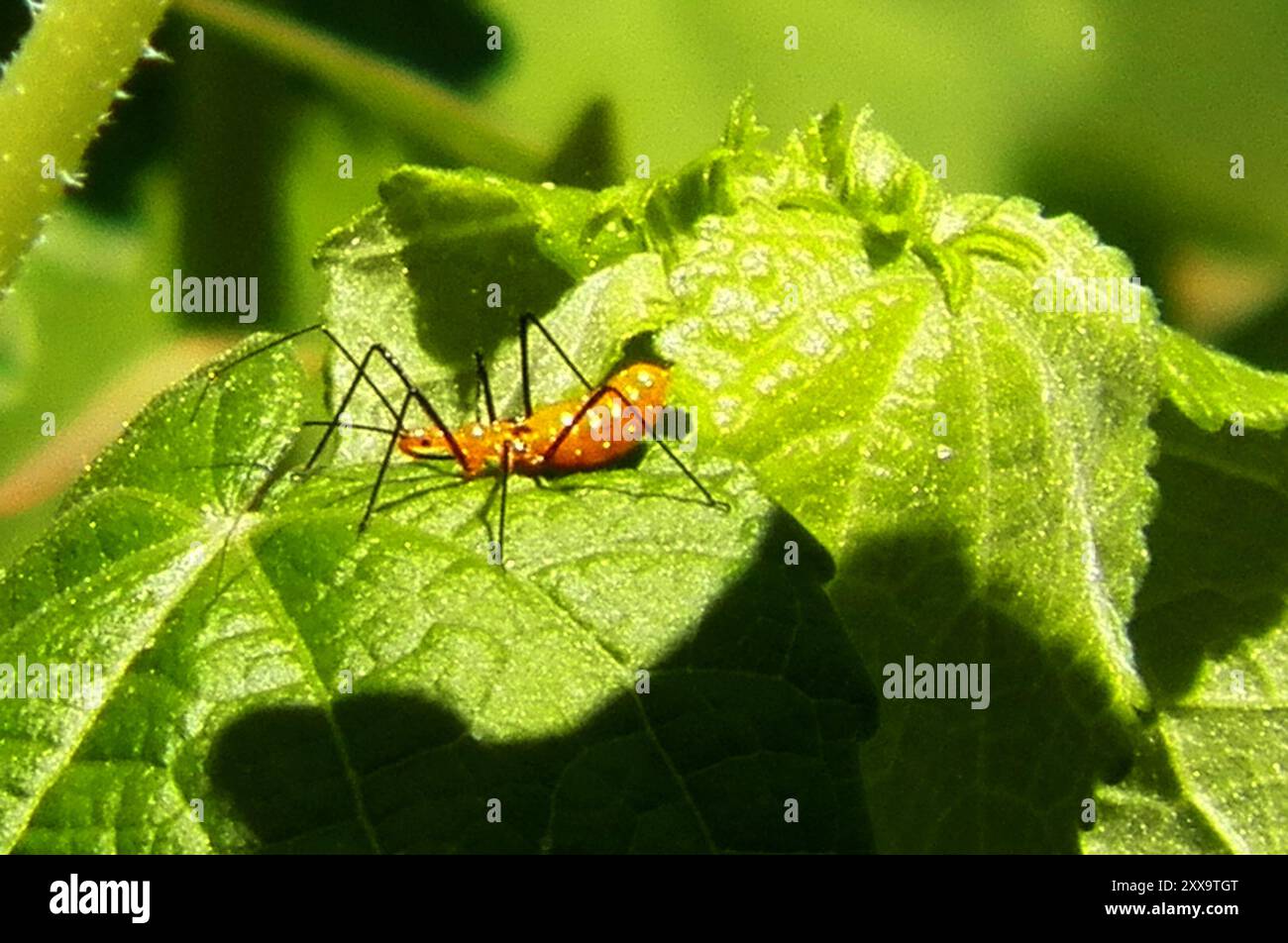 Milkweed Assassin Bug (Zelus longipes) Insecta Stock Photo - Alamy