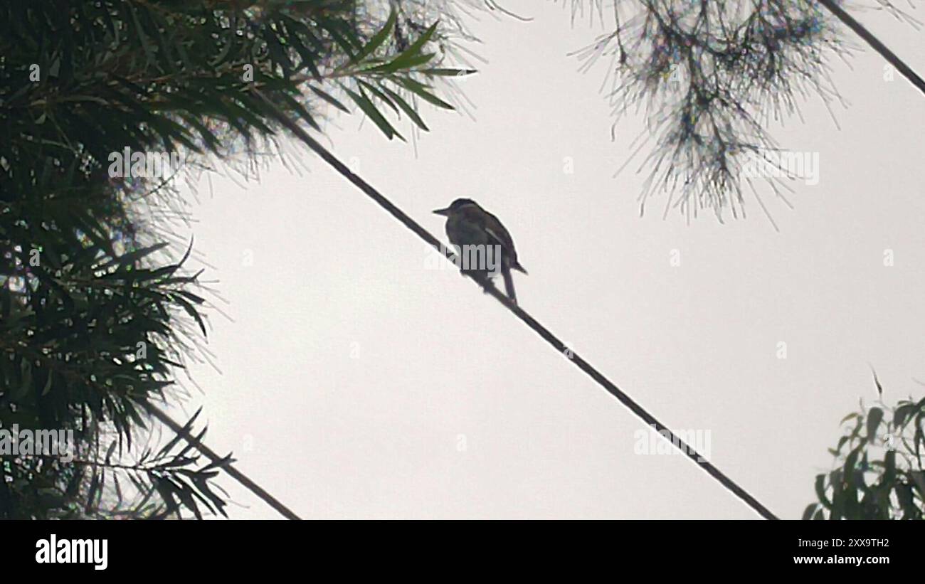 Grey Butcherbird (Cracticus torquatus) Aves Stock Photo - Alamy