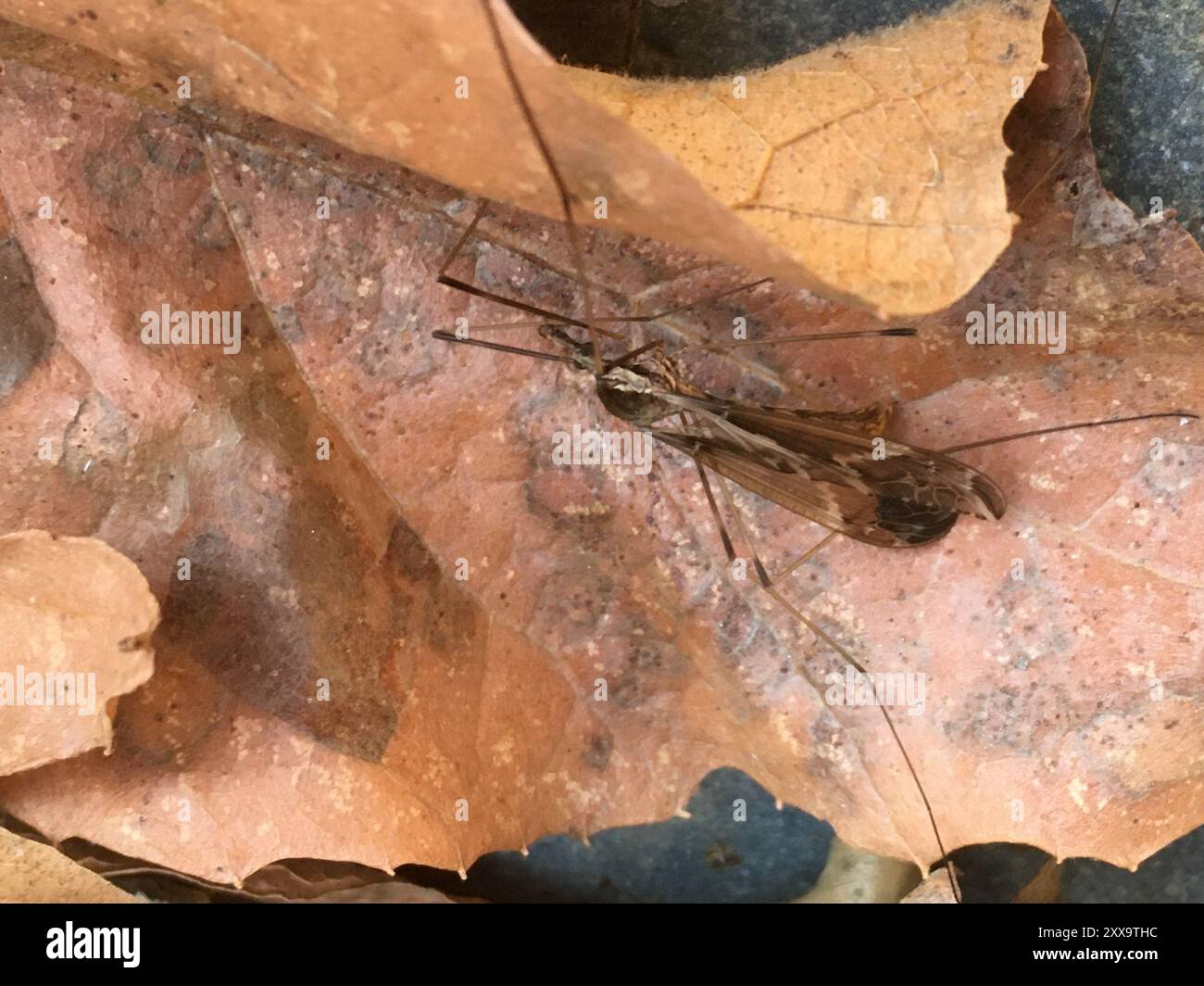Crane Flies (Tipulomorpha) Insecta Stock Photo - Alamy