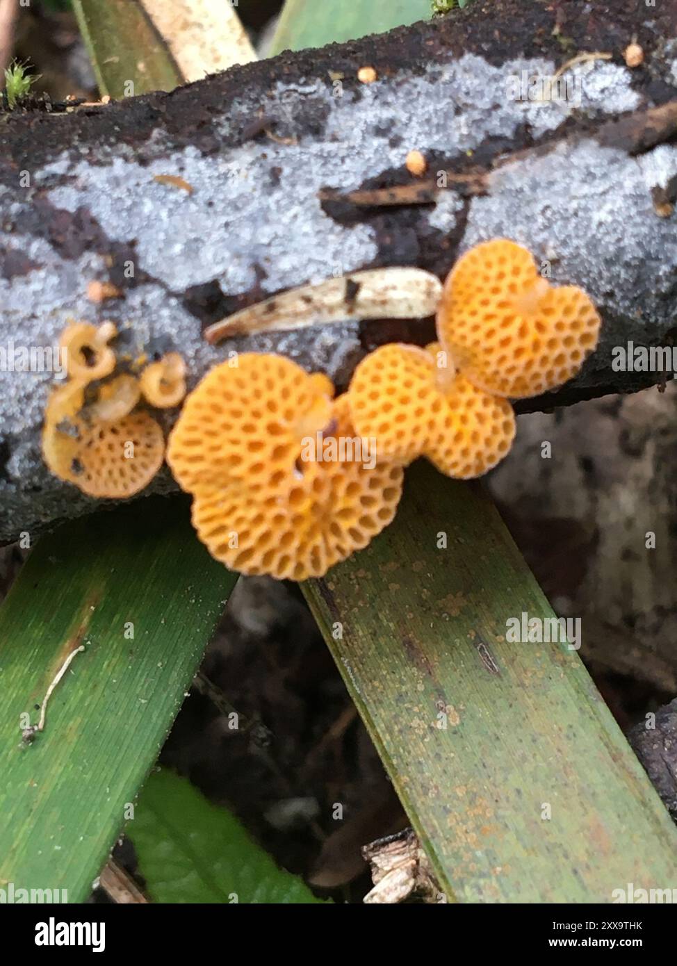 orange pore fungus (Favolaschia claudopus) Fungi Stock Photo - Alamy