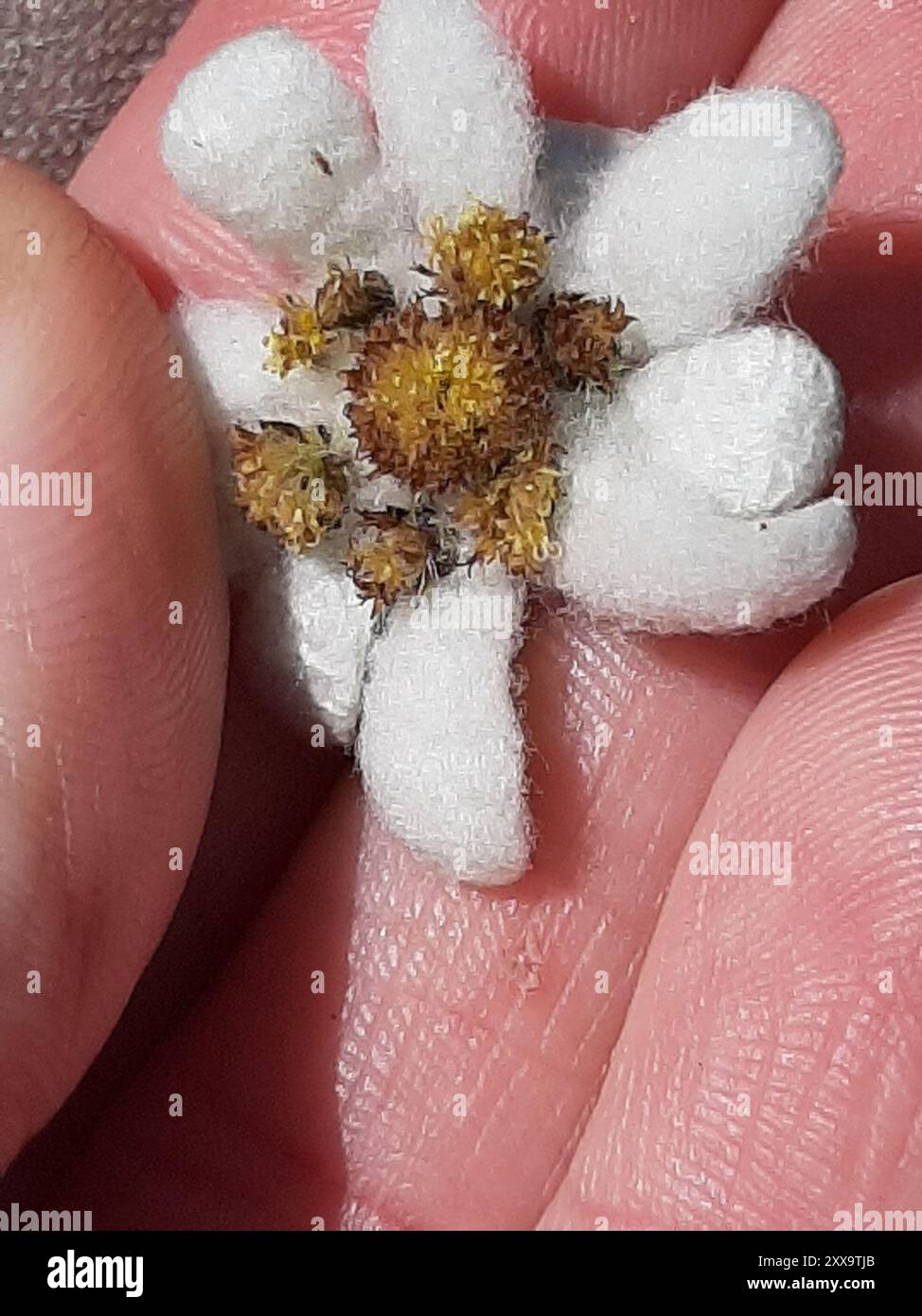 South Island Edelweiss (Leucogenes grandiceps) Plantae Stock Photo - Alamy