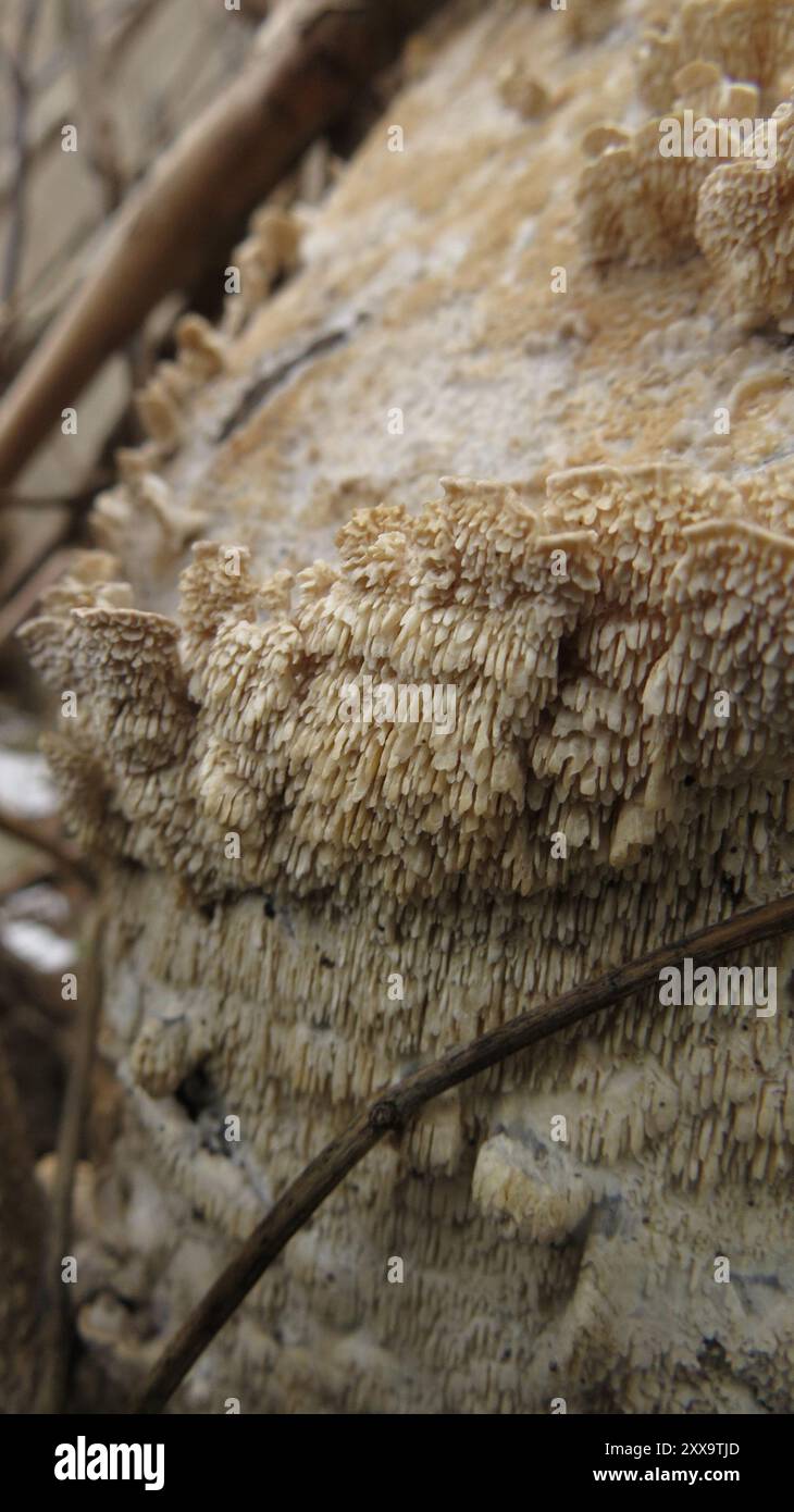Milk-white Toothed Polypore (Irpex lacteus) Fungi Stock Photo - Alamy
