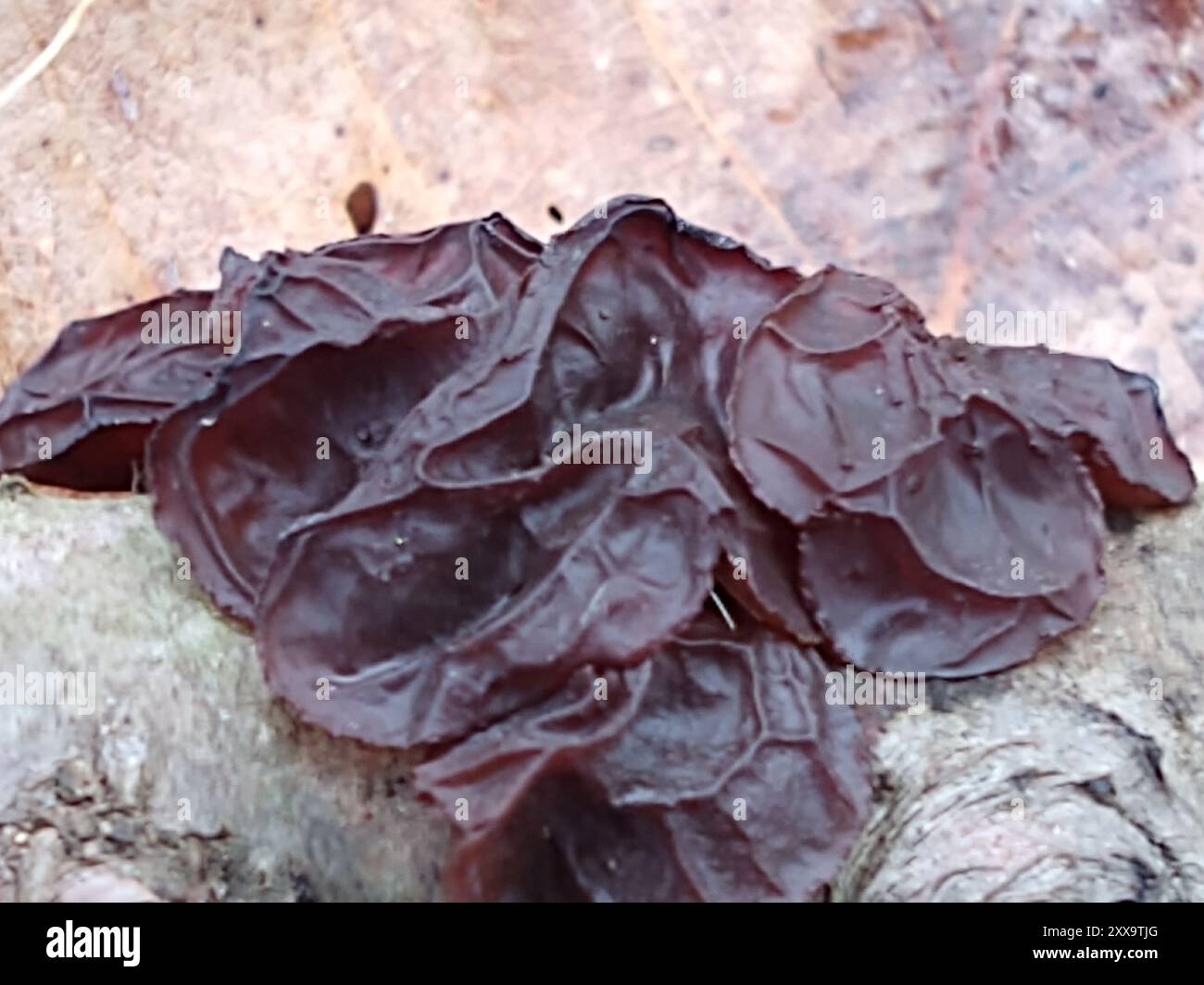 American Amber Jelly Fungus (Exidia crenata) Fungi Stock Photo - Alamy