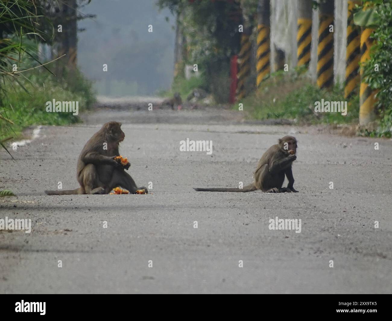 Formosan Rock Macaque (Macaca cyclopis) Mammalia Stock Photo - Alamy