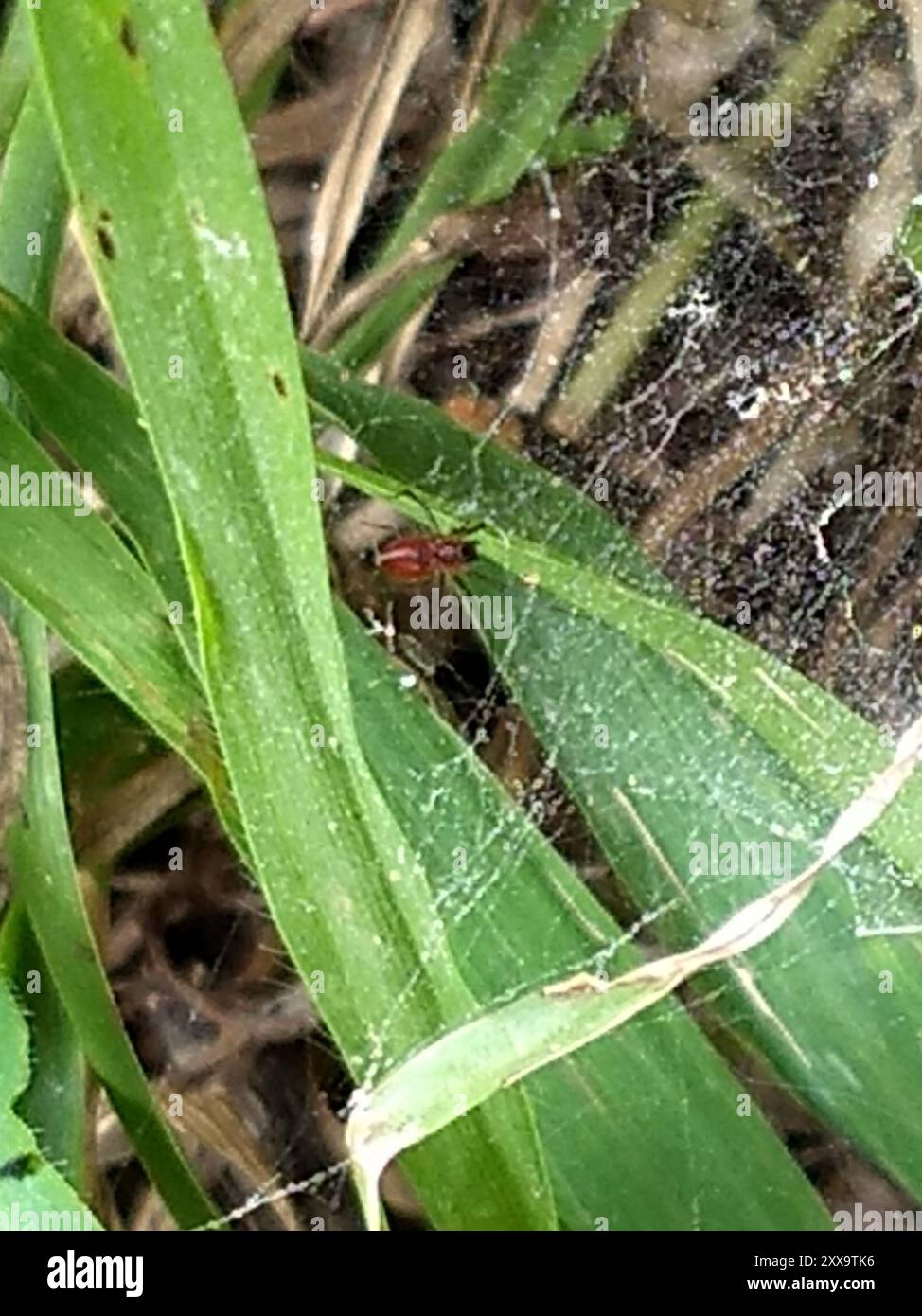 Sheetweb and Dwarf Weavers (Linyphiidae) Arachnida Stock Photo - Alamy