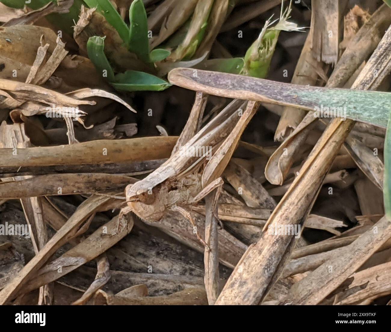 Short-horned Grasshoppers (Acrididae) Insecta Stock Photo - Alamy