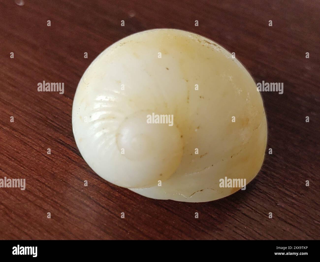 Colorful Moon Snail (Naticarius canrena) Mollusca Stock Photo - Alamy