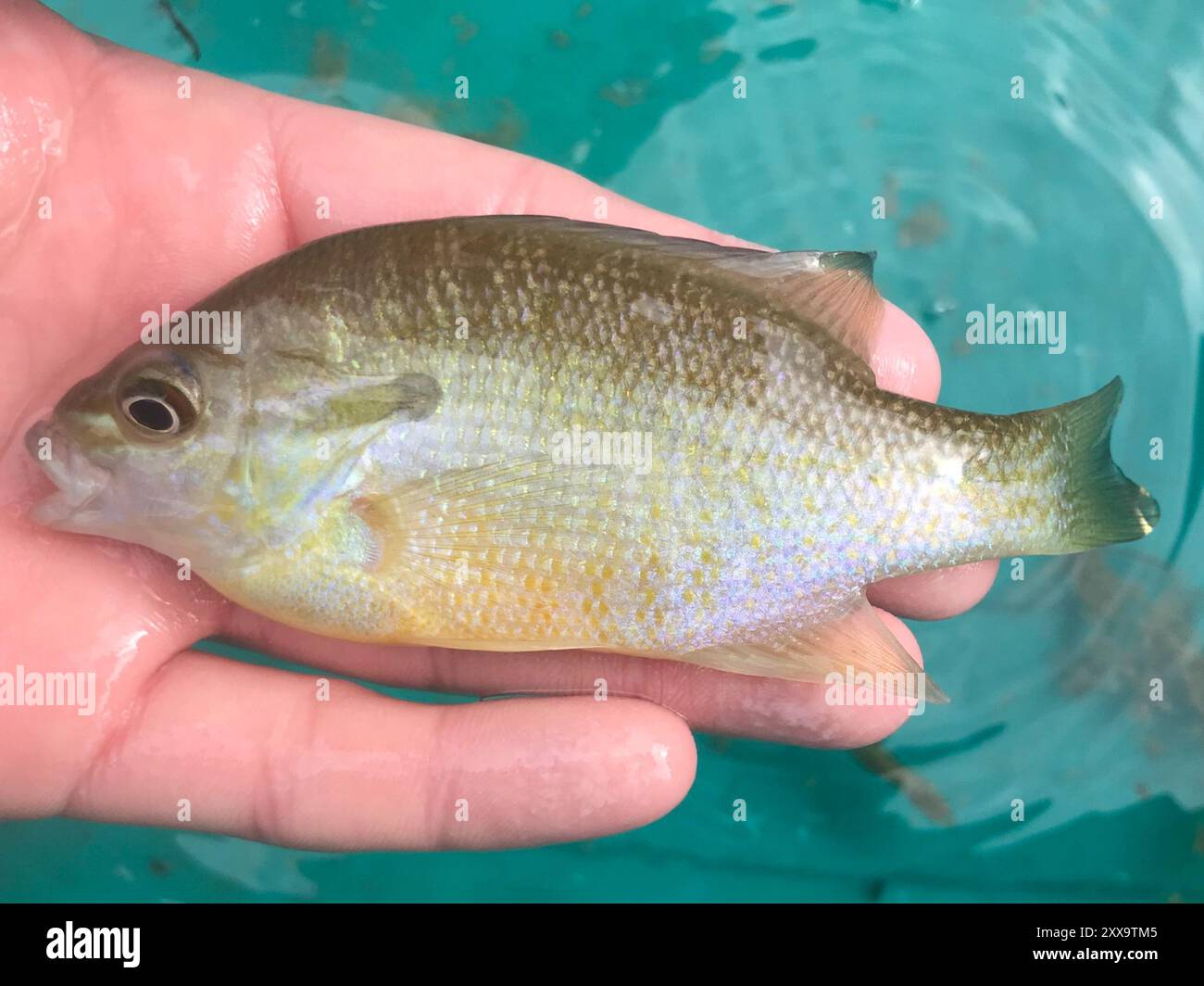 Redbreast Sunfish (Lepomis auritus) Actinopterygii Stock Photo - Alamy