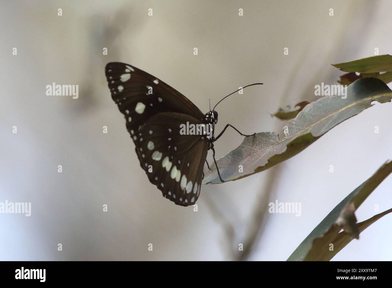 Common Crow Butterfly (Euploea core) Insecta Stock Photo - Alamy