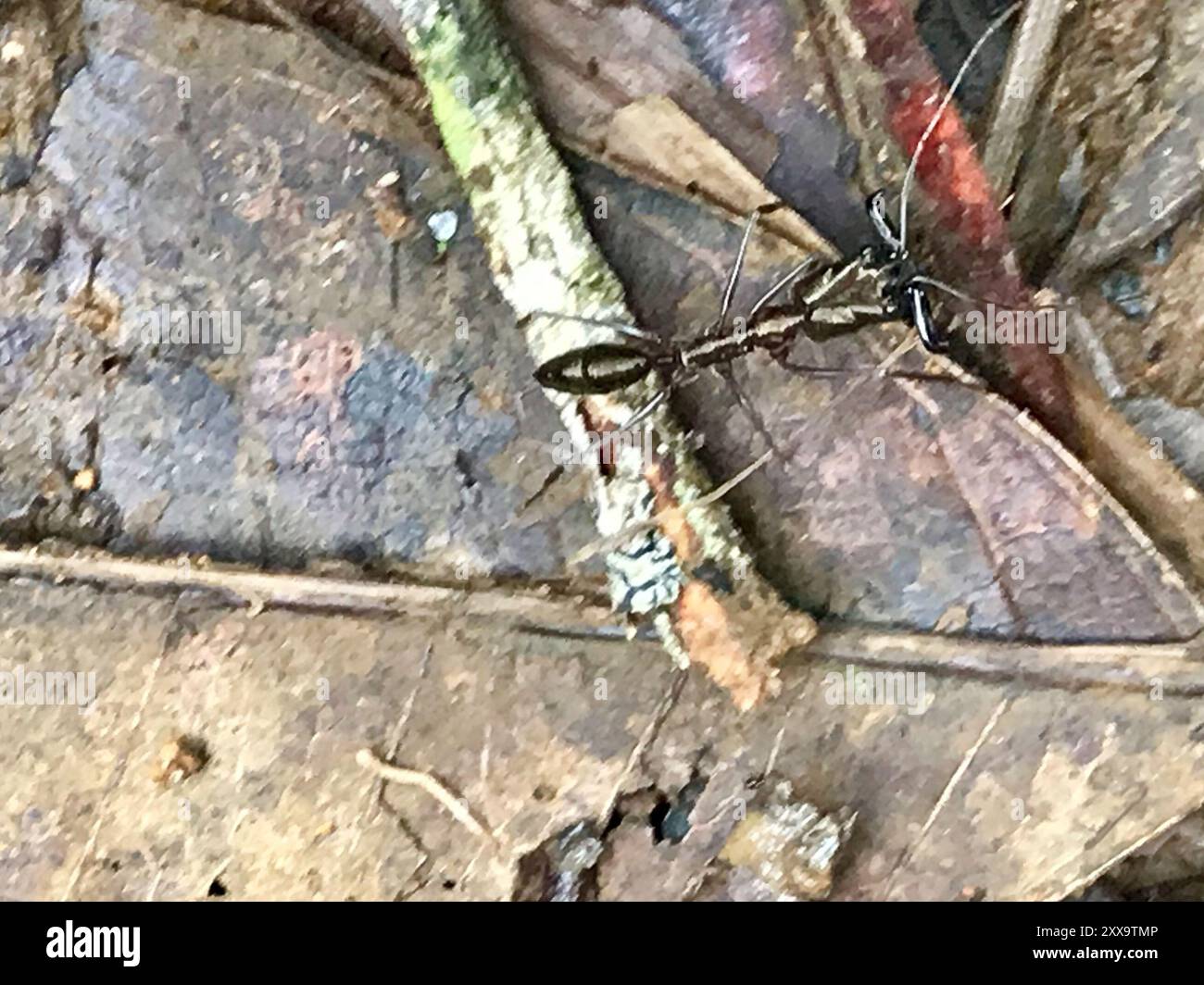 (Odontomachus chelifer) Insecta Stock Photo - Alamy