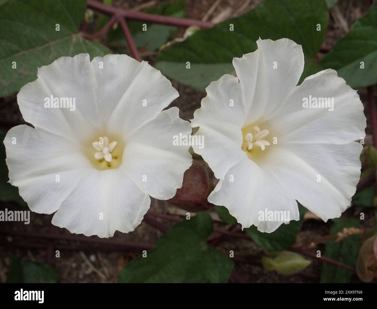 Turpeth (Operculina turpethum) Plantae Stock Photo - Alamy