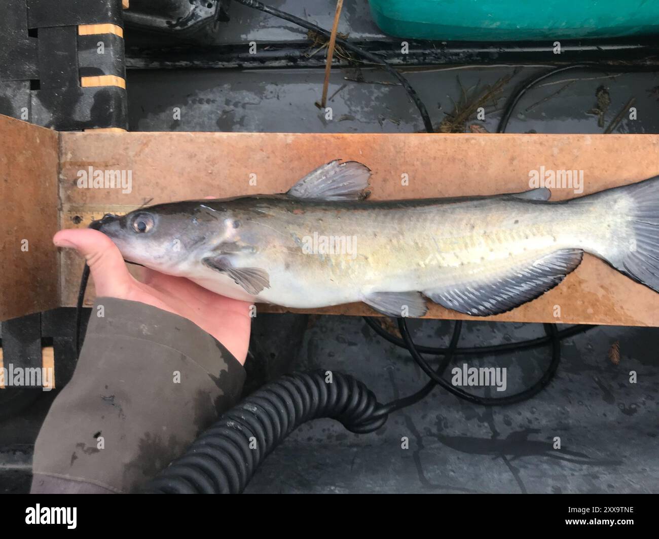 Channel Catfish (Ictalurus punctatus) Actinopterygii Stock Photo - Alamy