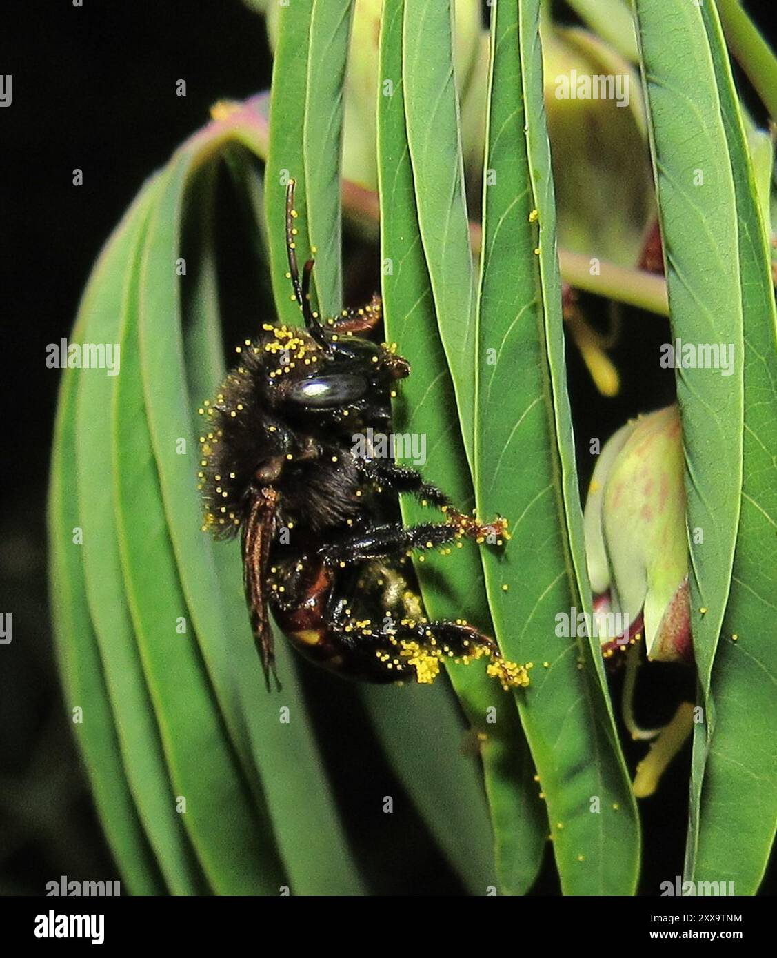 Four-striped Melipona (Melipona quadrifasciata) Insecta Stock Photo - Alamy
