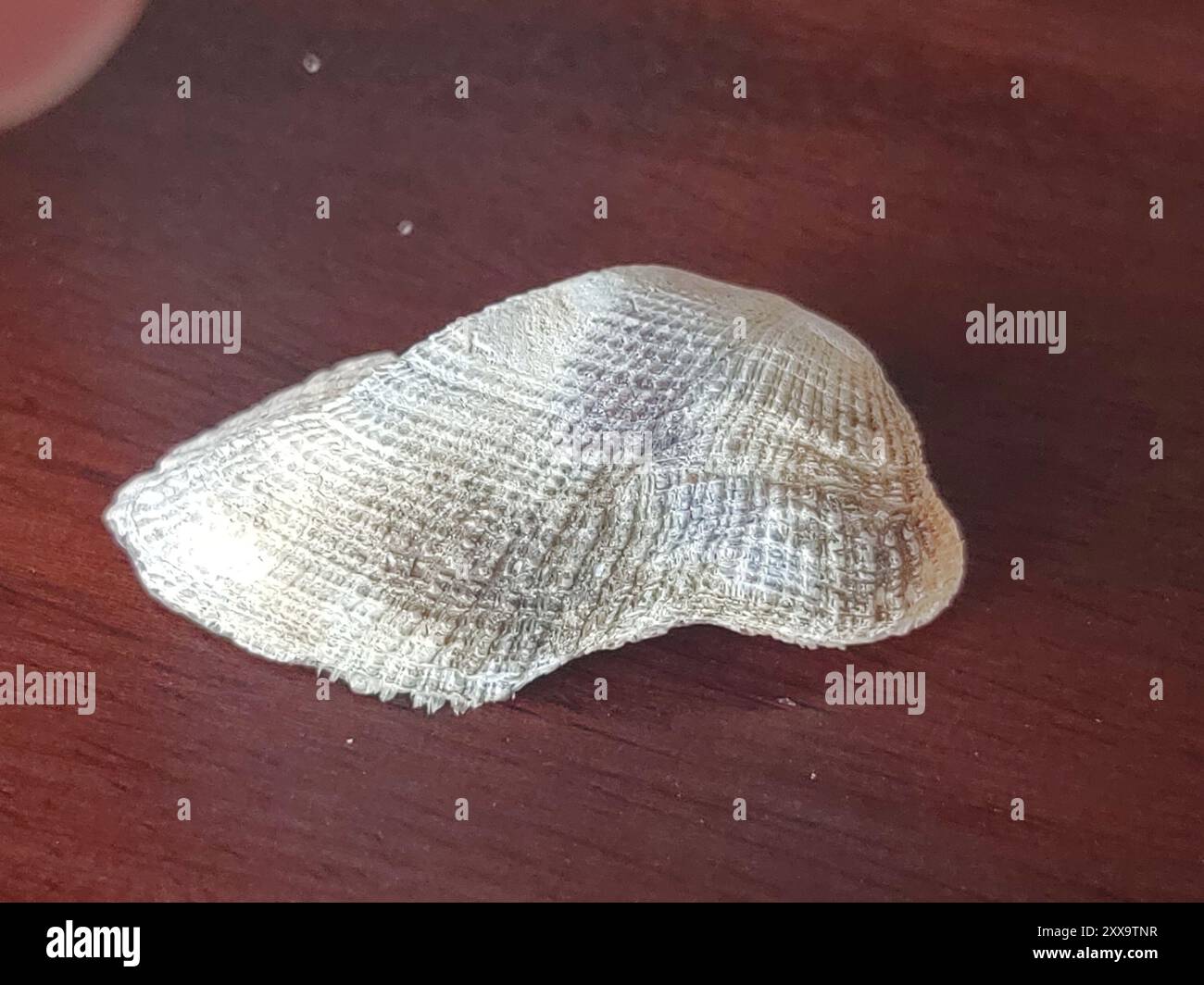 Mossy Ark (Lamarcka imbricata) Mollusca Stock Photo - Alamy