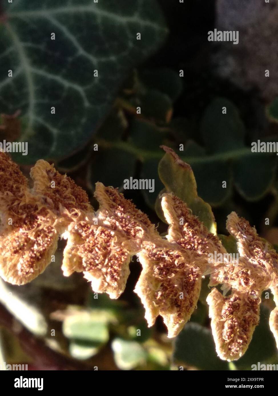 Rustyback (Asplenium ceterach) Plantae Stock Photo - Alamy