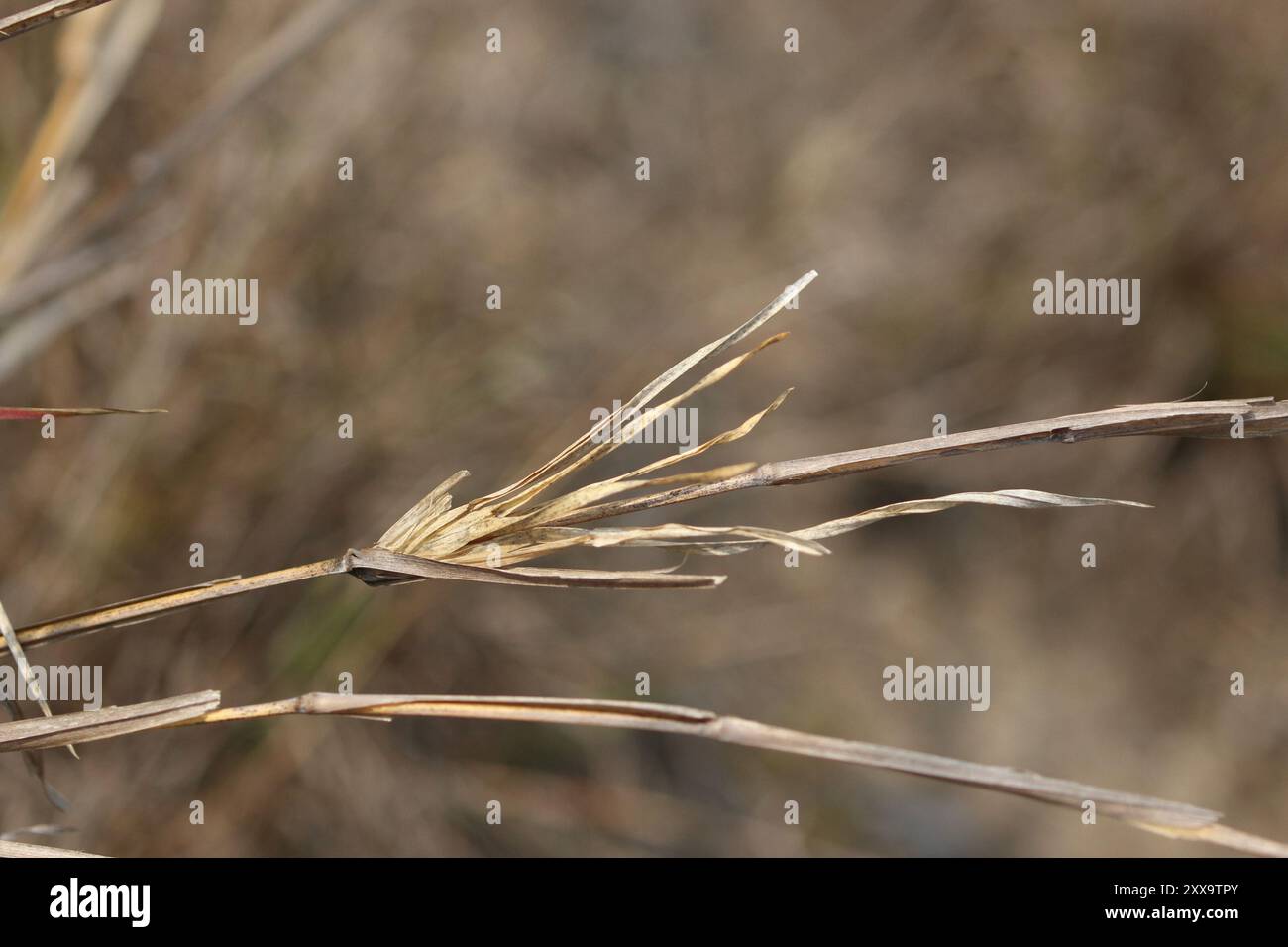 African bristlegrass (Setaria sphacelata) Plantae Stock Photo - Alamy