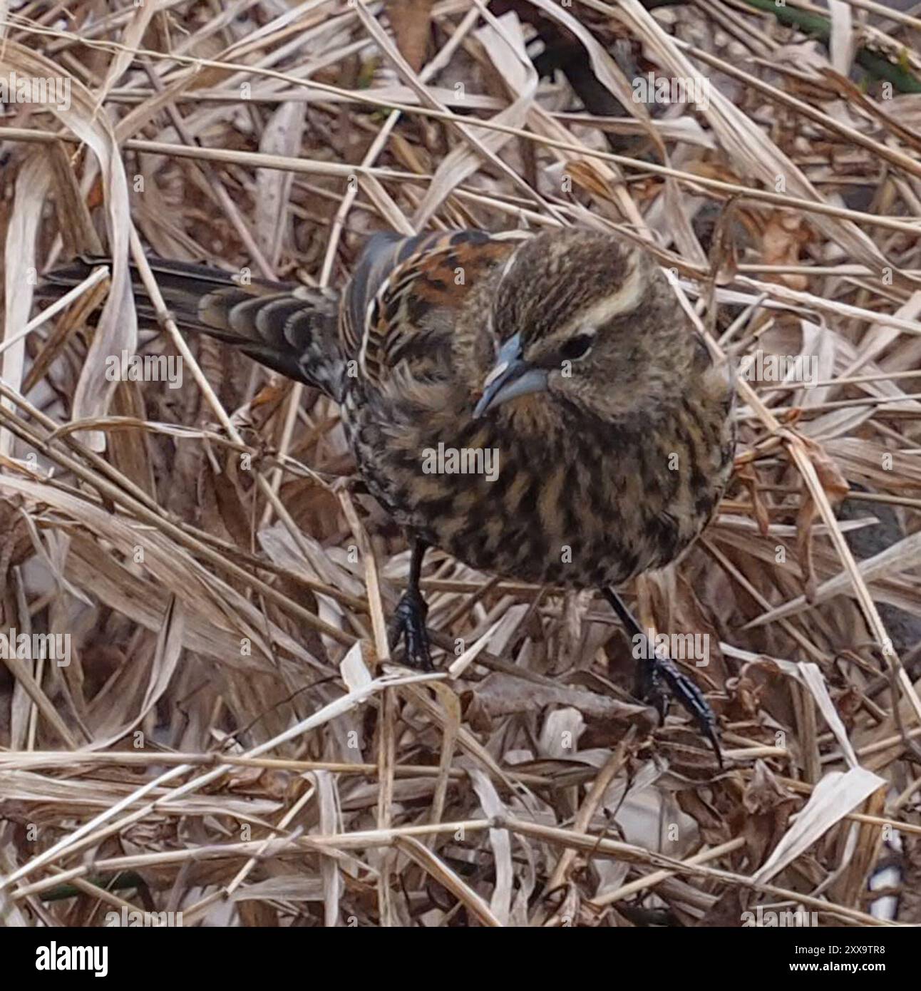 Red-winged Blackbird (Agelaius phoeniceus) Aves Stock Photo - Alamy