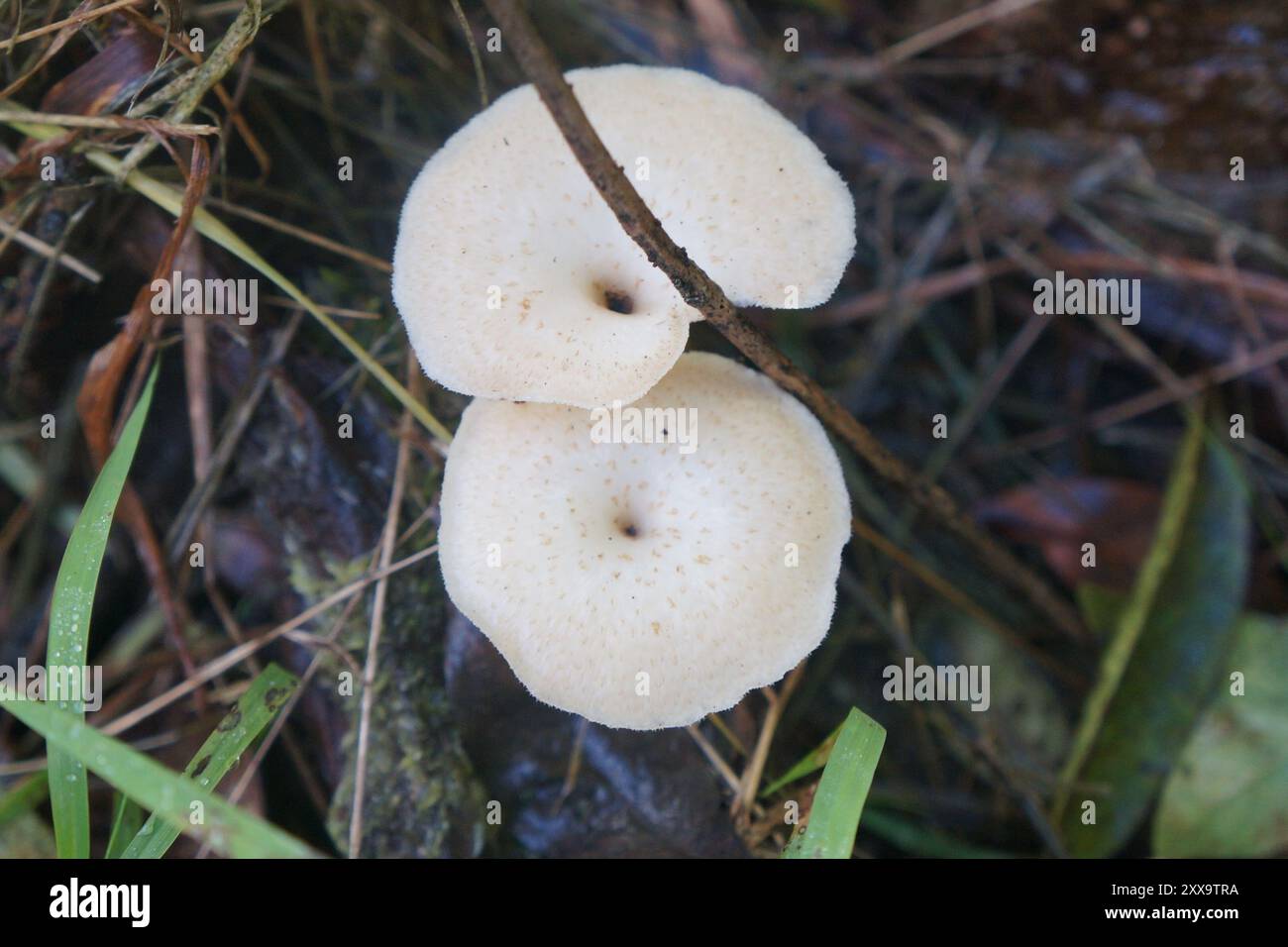 Spring Polypore (Lentinus arcularius) Fungi Stock Photo - Alamy