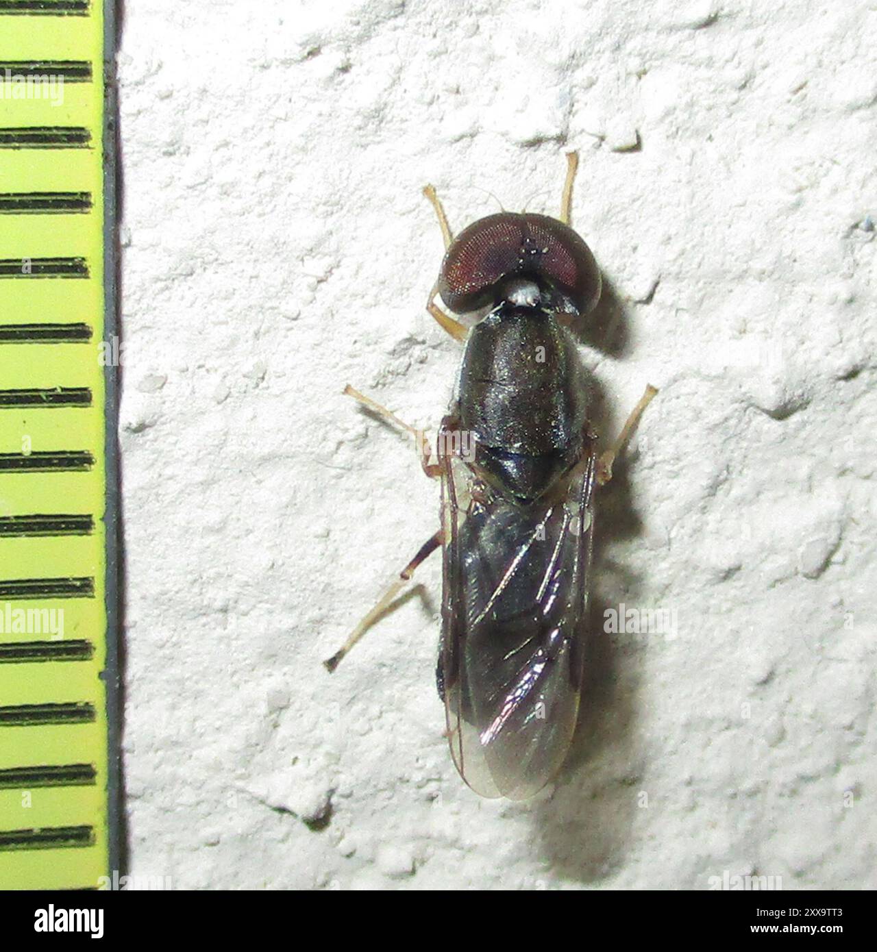 (Cephalochrysa calopa) Insecta Stock Photo - Alamy