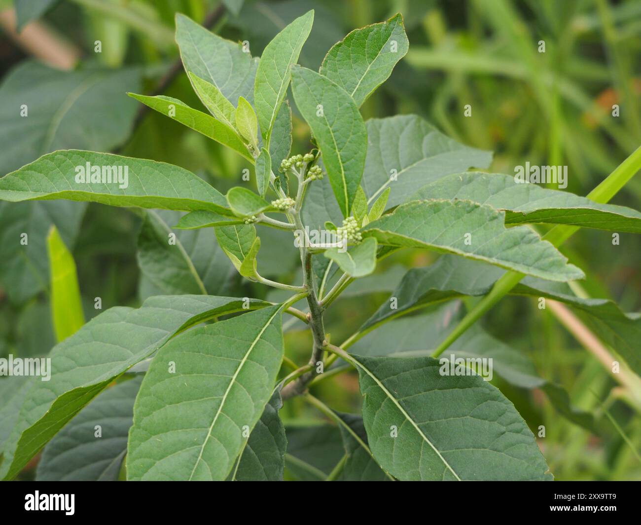 River Bittertea (Gymnanthemum amygdalinum) Plantae Stock Photo - Alamy