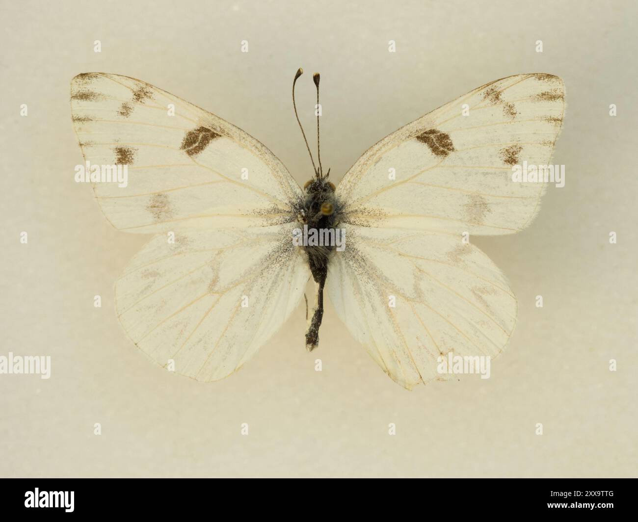 Checkered White (Pontia protodice) Insecta Stock Photo - Alamy