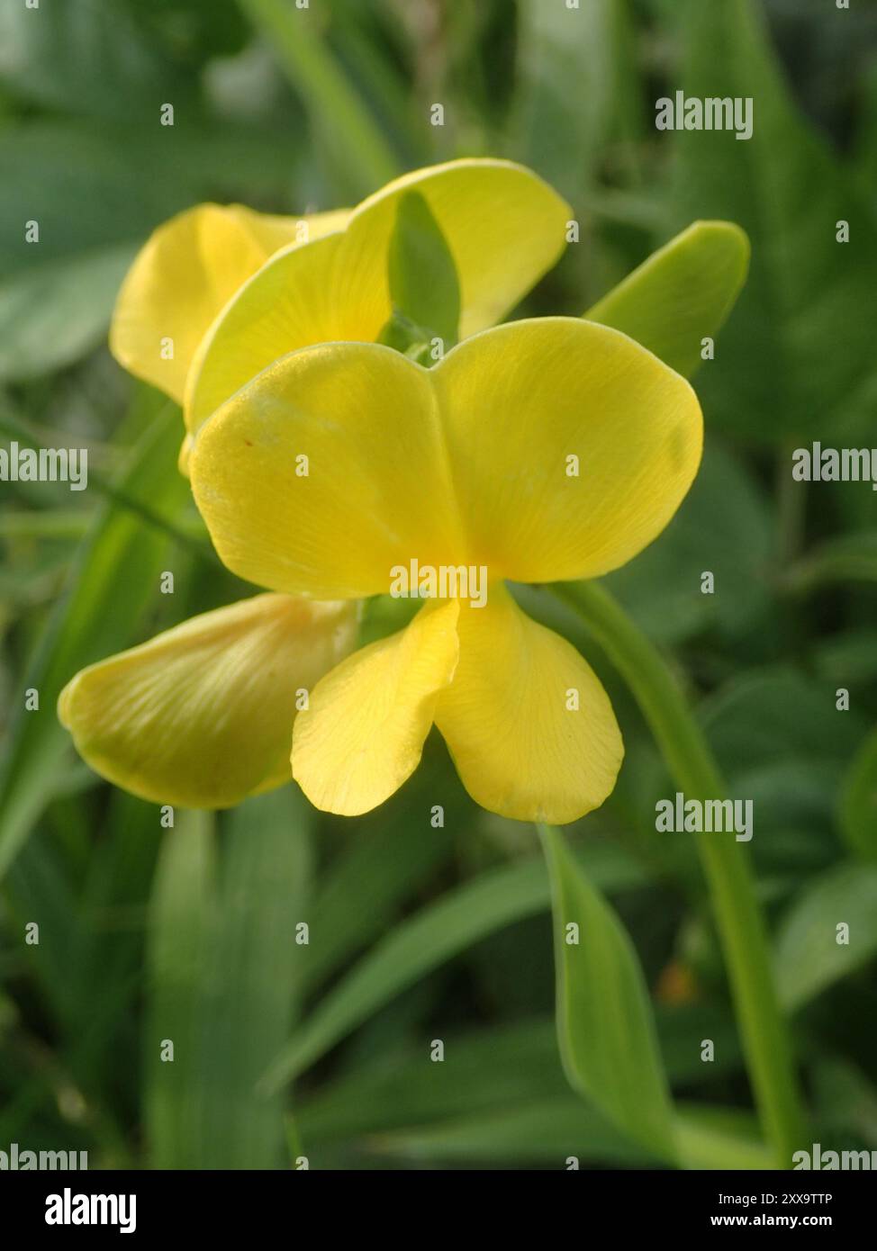 Wild Cowpea (Vigna luteola) Plantae Stock Photo - Alamy