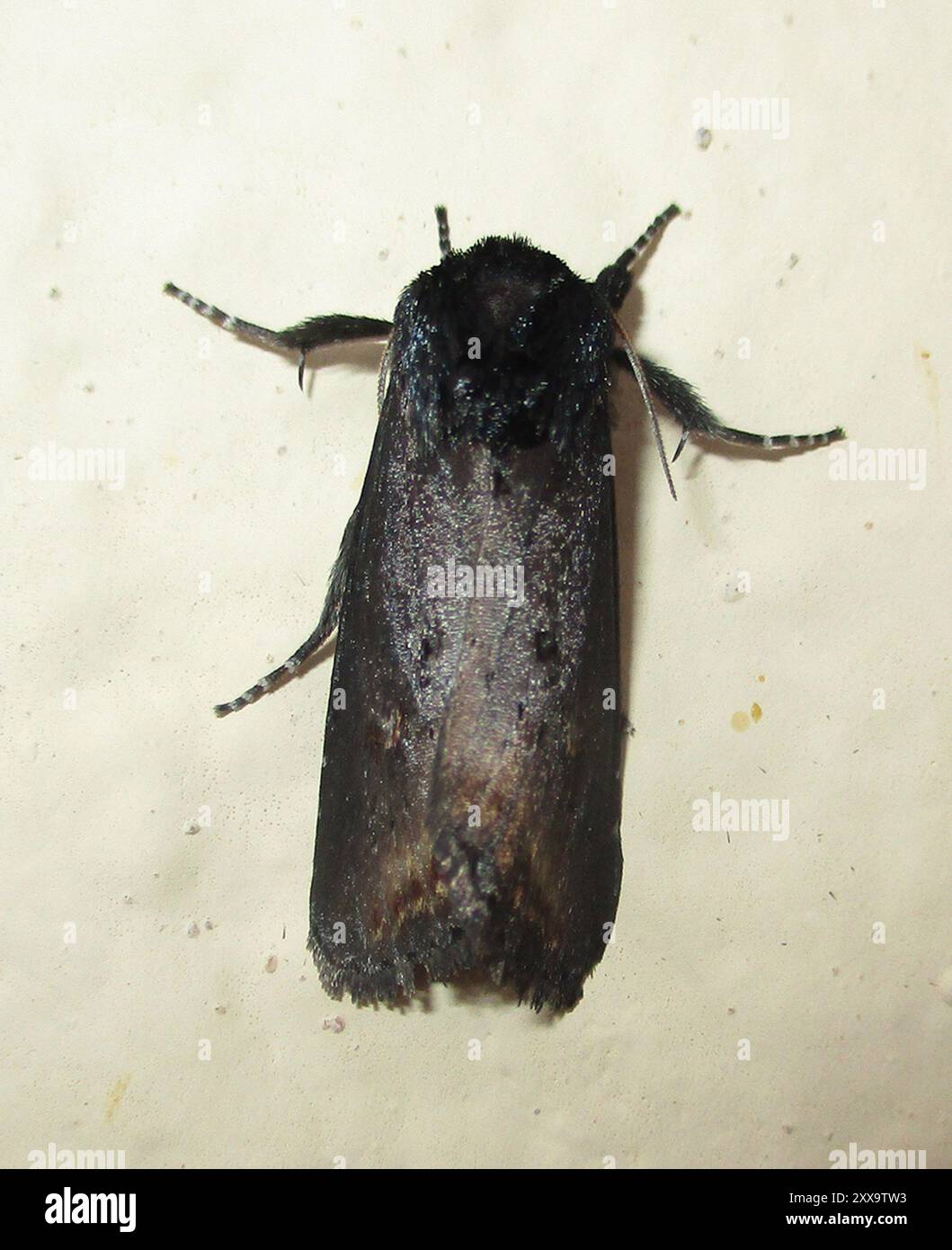 Lily Borer (Brithys crini) Insecta Stock Photo - Alamy