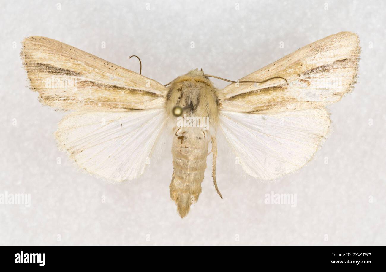 Cutworms and Dart Moths (Noctuinae) Insecta Stock Photo - Alamy