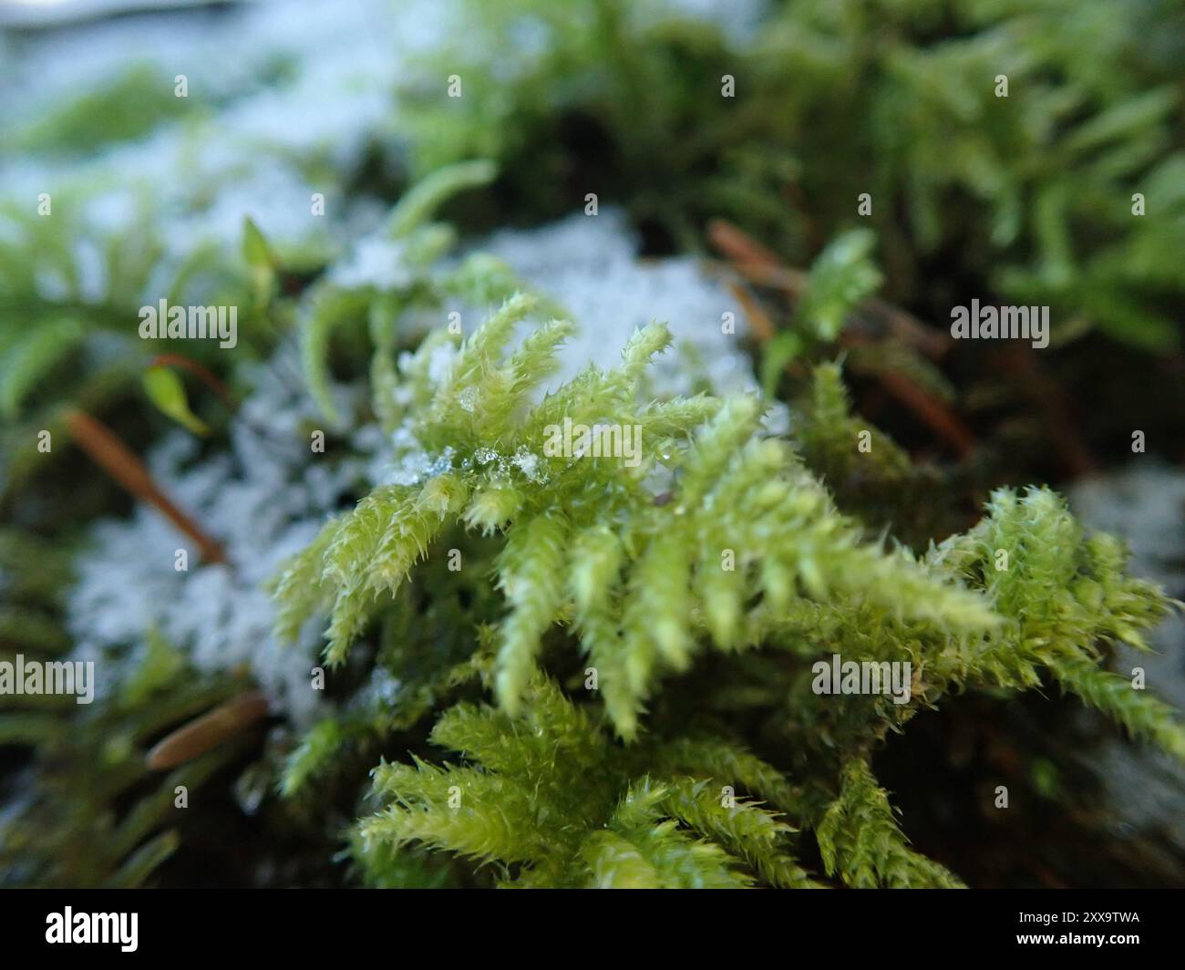 Oregon Beaked Moss (Kindbergia oregana) Plantae Stock Photo - Alamy