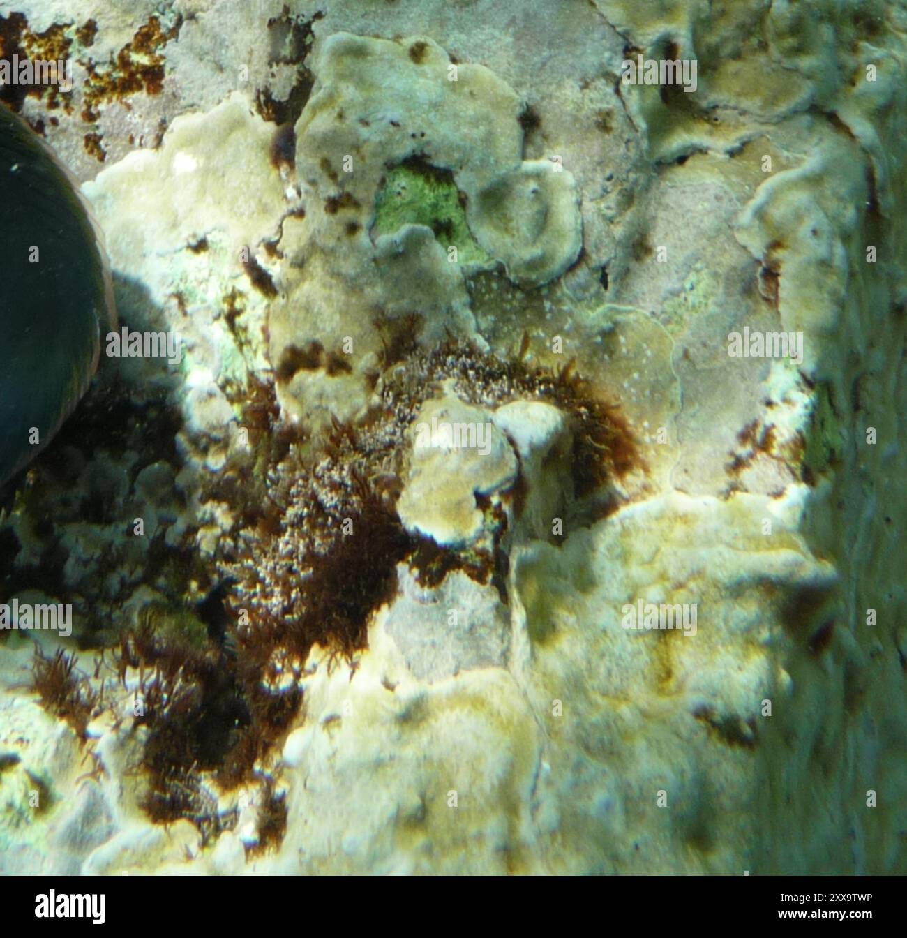 red algae (Rhodophyta) Plantae Stock Photo - Alamy