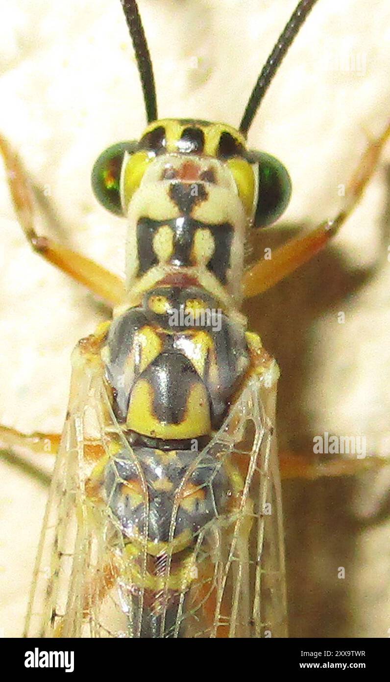 Pit trapping antlions hi-res stock photography and images - Alamy
