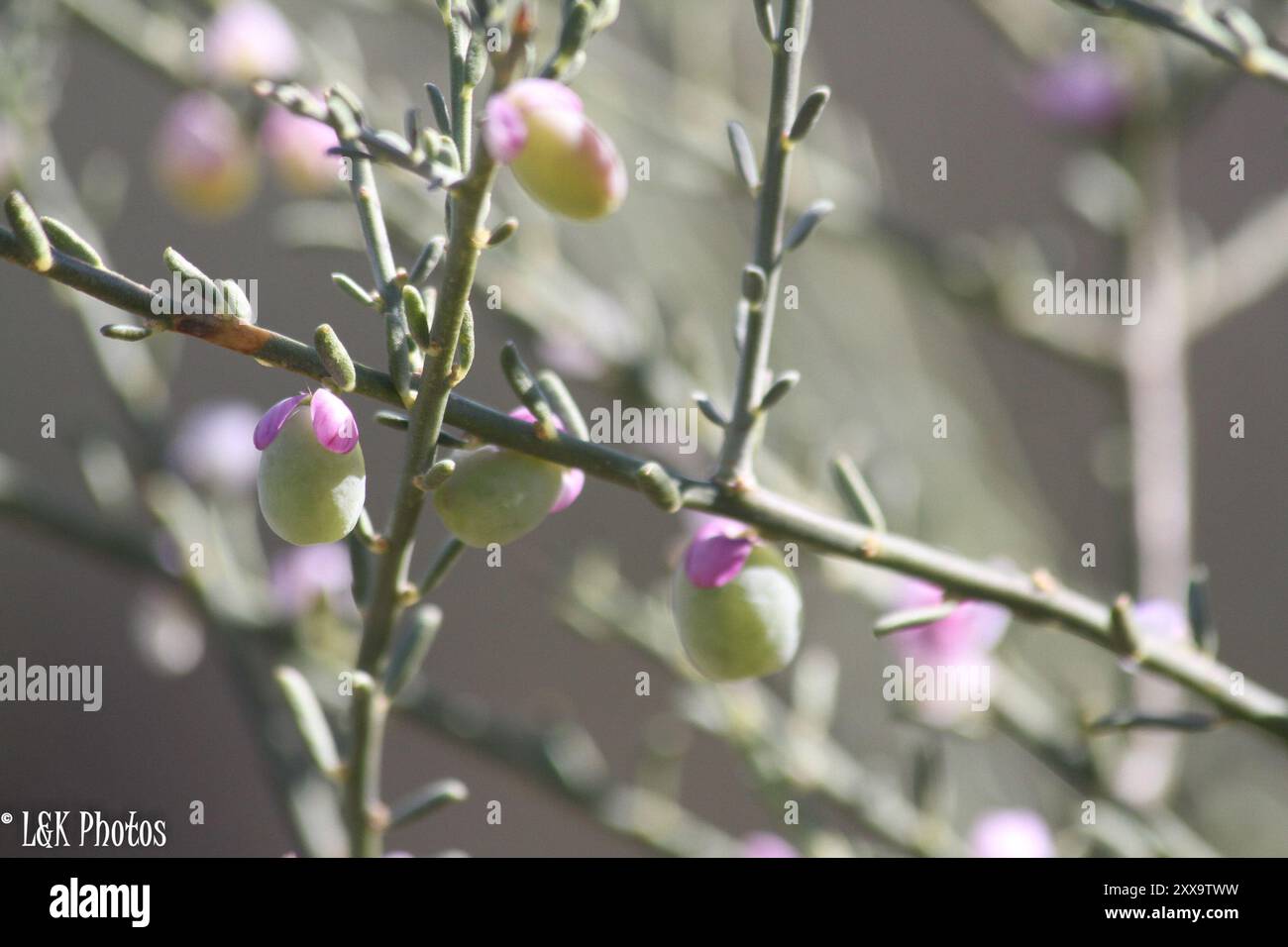 tortoise berry (Muraltia spinosa) Plantae Stock Photo - Alamy