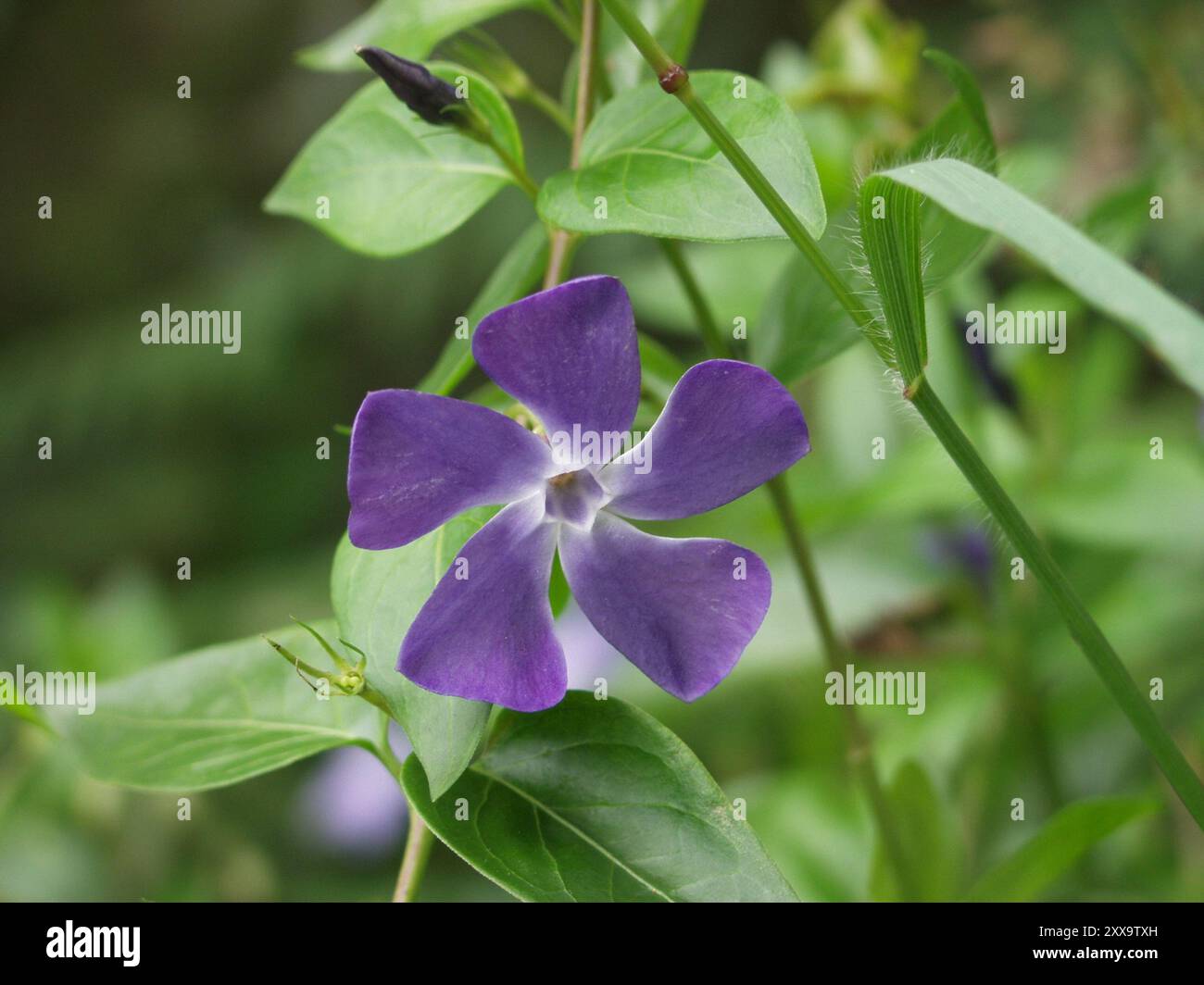 greater periwinkle (Vinca major) Plantae Stock Photo - Alamy