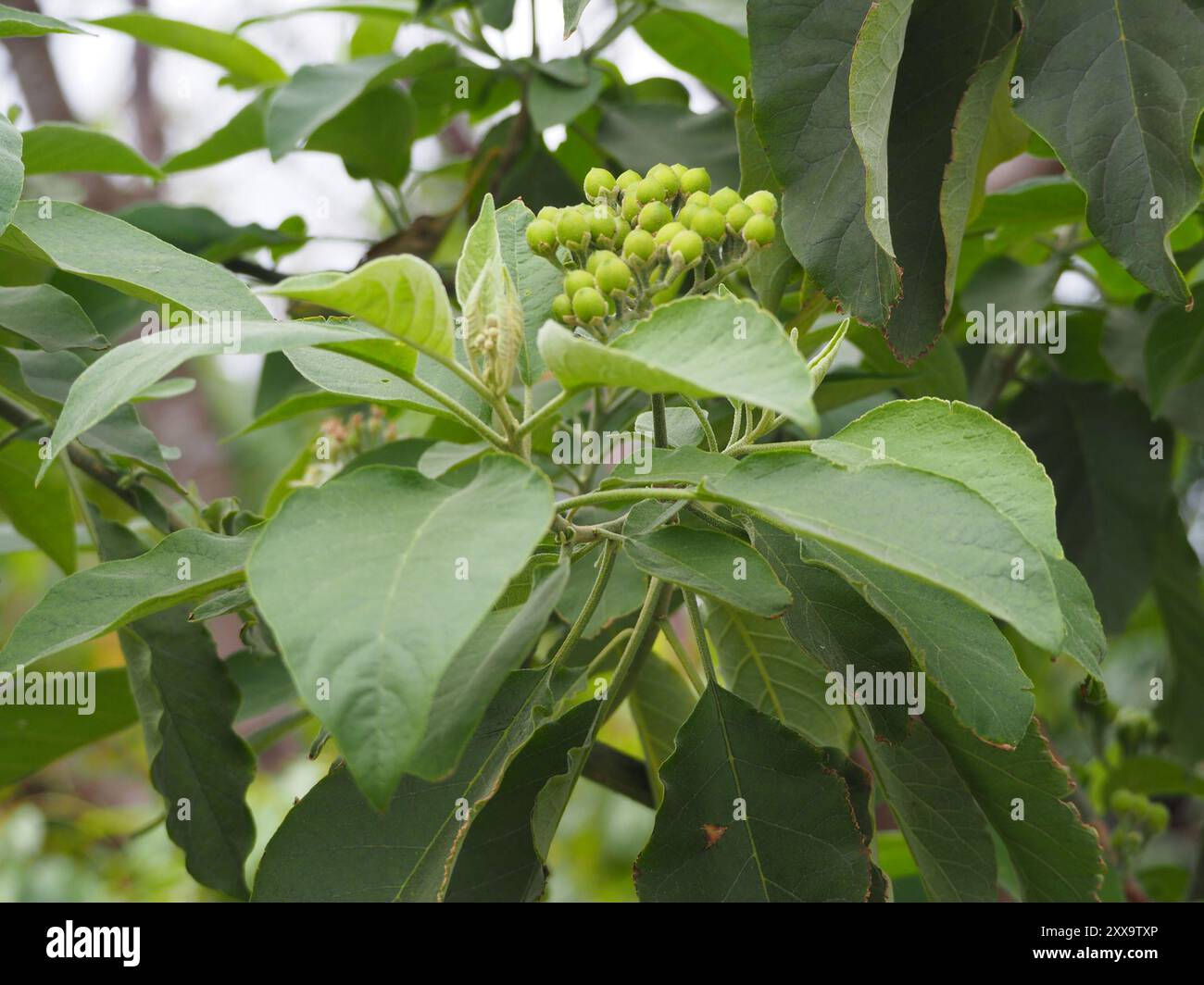 potato tree (Solanum erianthum) Plantae Stock Photo - Alamy