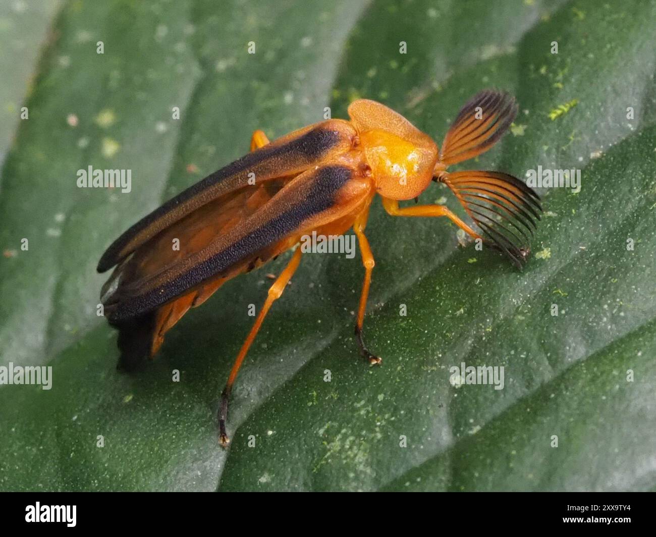 Fireflies (Lampyridae) Insecta Stock Photo - Alamy