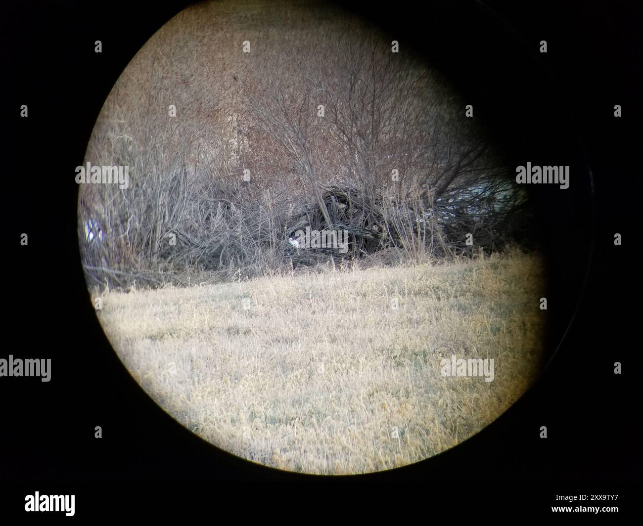 Long-tailed Weasel (Neogale frenata) Mammalia Stock Photo - Alamy